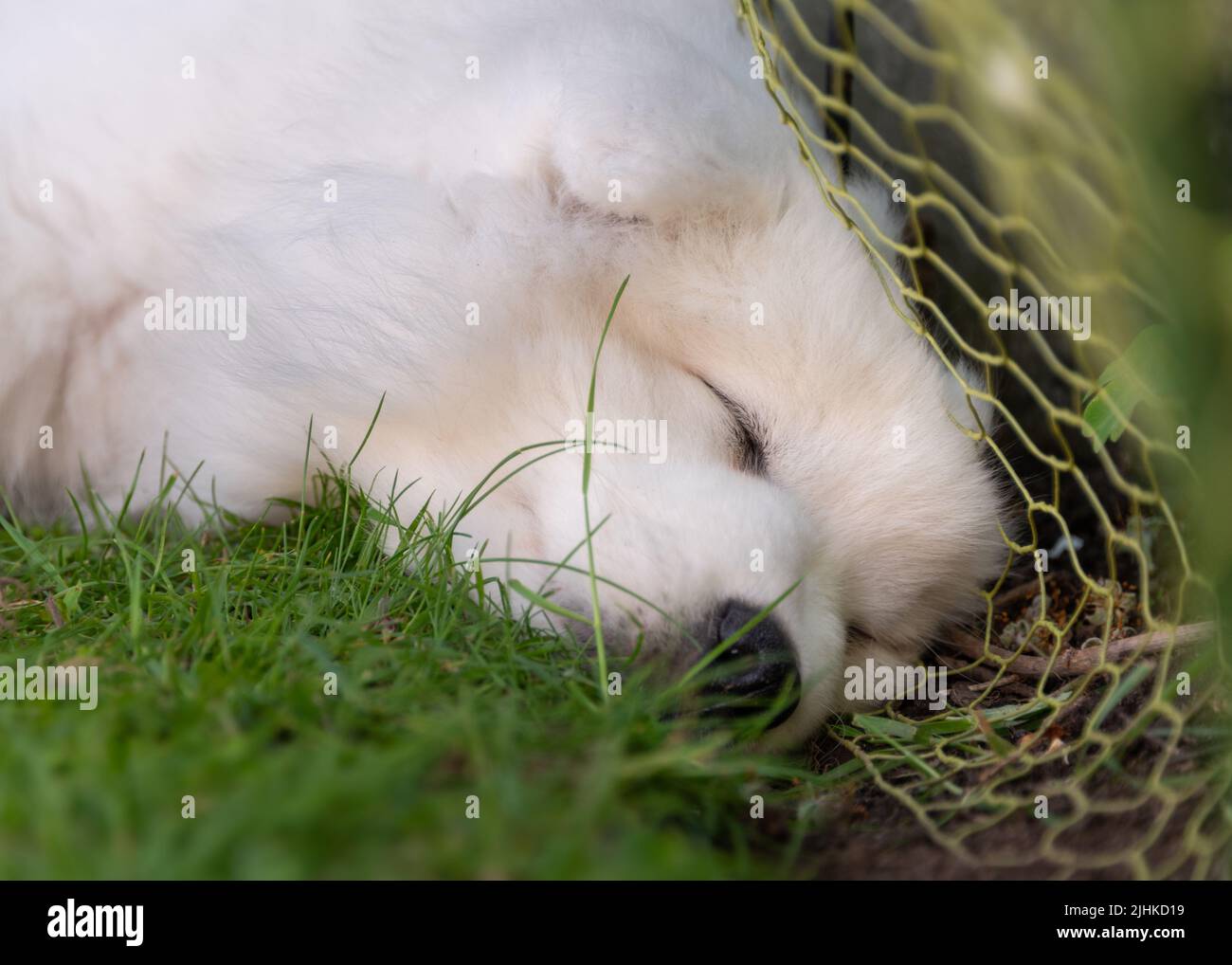 Samoyed sleep hi-res stock photography and images - Alamy