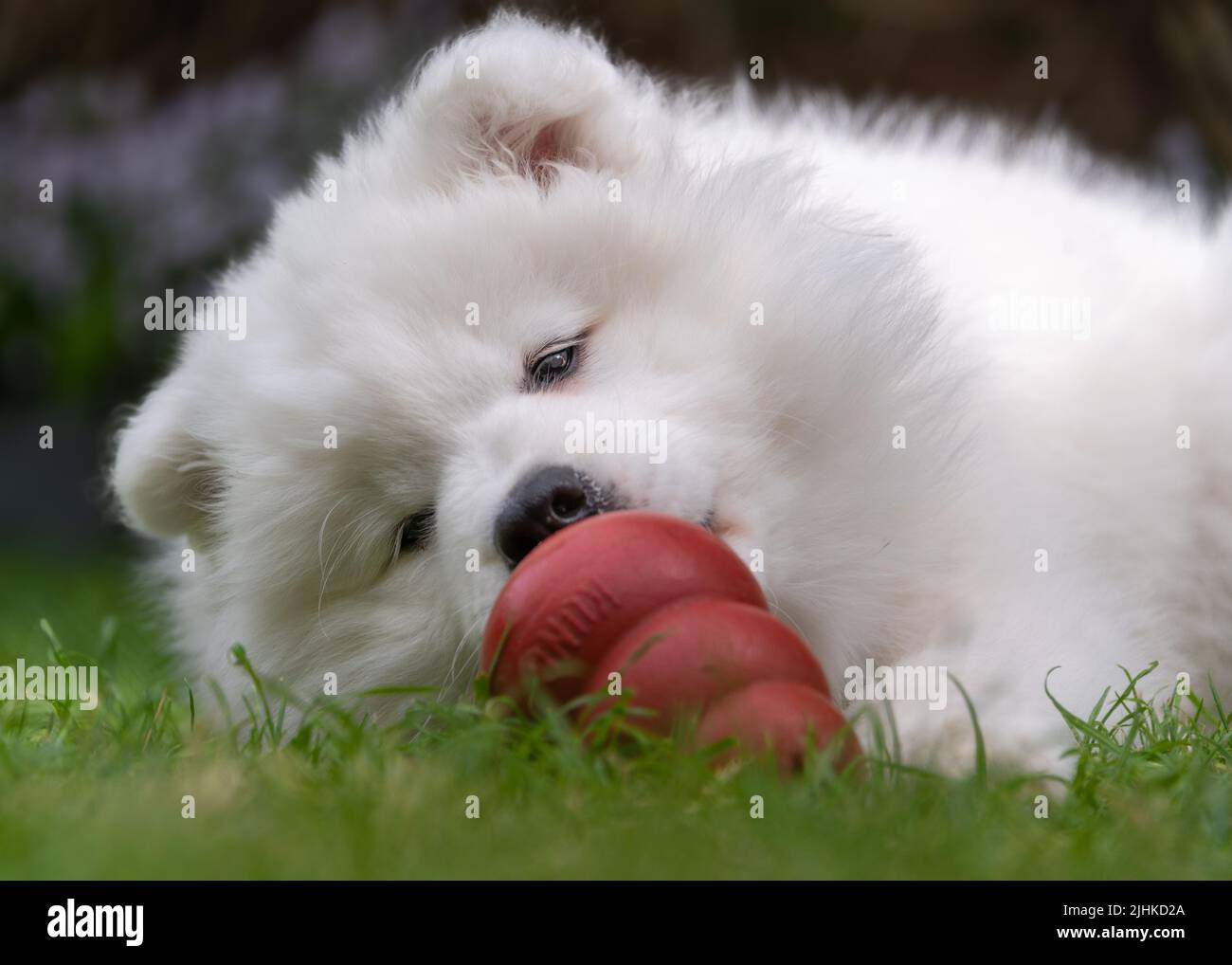 Samoyeds puppy puppies hi-res stock photography and images - Alamy