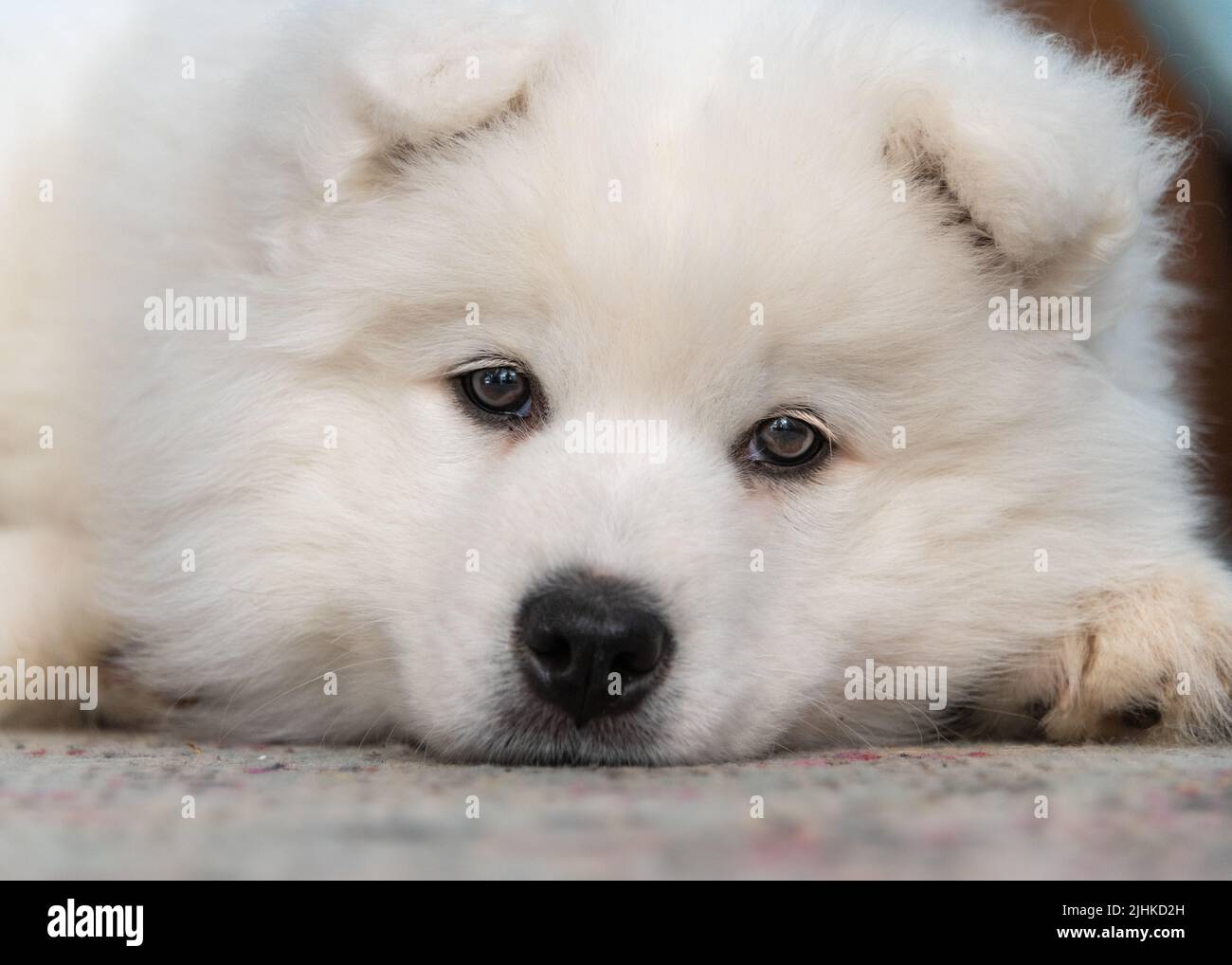 Samoyed puppy hi-res stock photography and images - Alamy