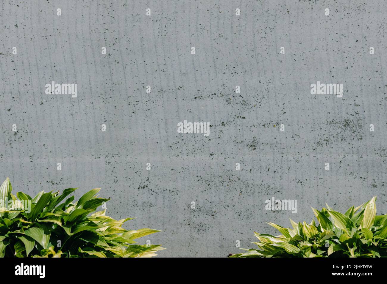 Gray textured surface of a gray concrete fence with green bushes on ...