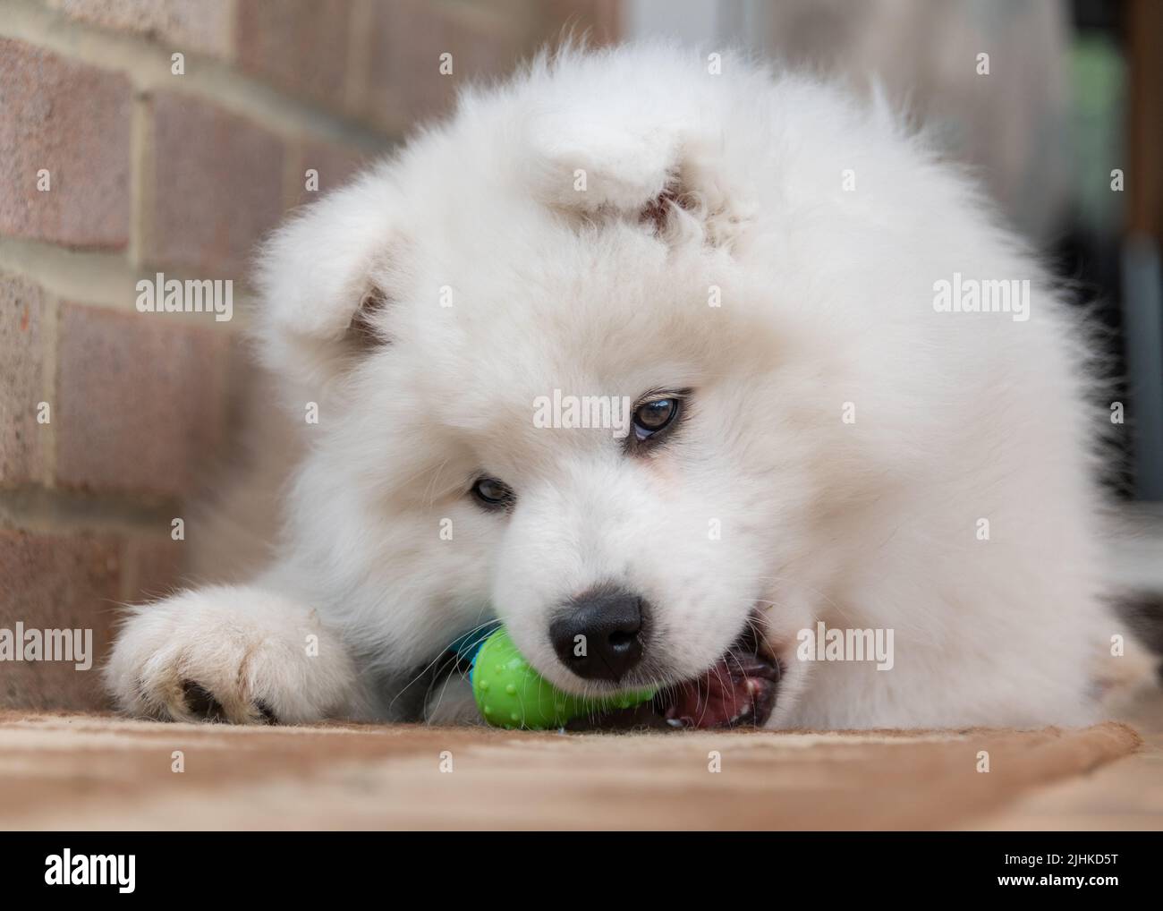 Samoyed puppy hi-res stock photography and images - Alamy
