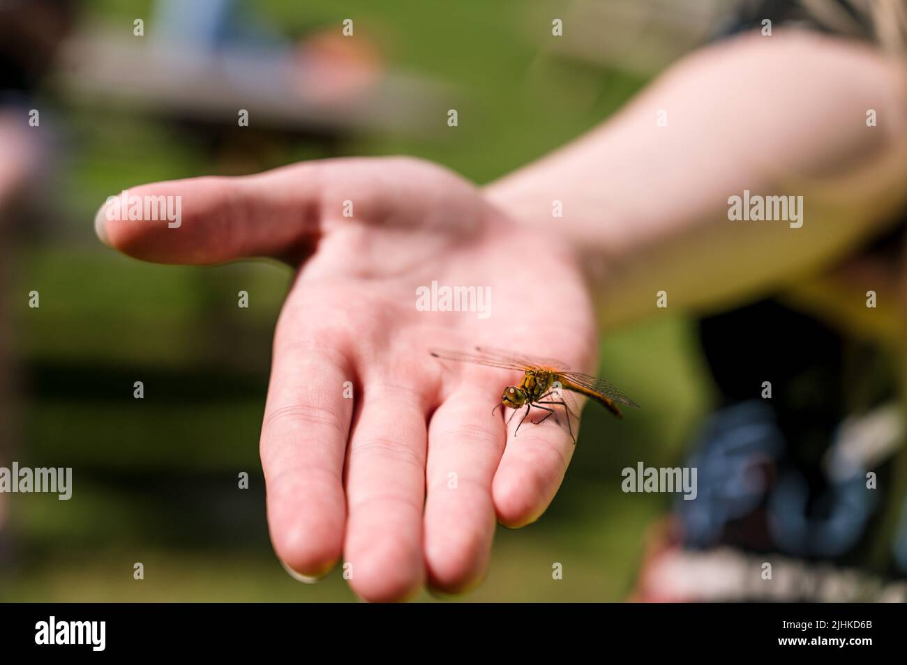 Dragonfly on finger hi-res stock photography and images - Alamy