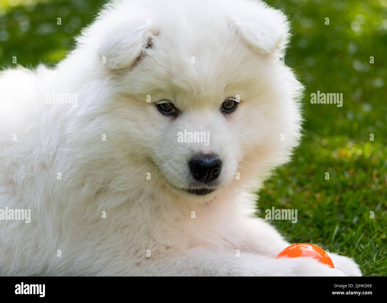 Samoyeds puppy puppies hi-res stock photography and images - Alamy