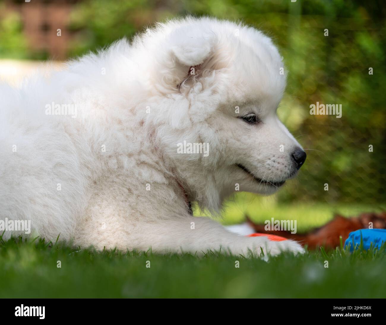 Samoyeds puppy puppies hi-res stock photography and images - Alamy
