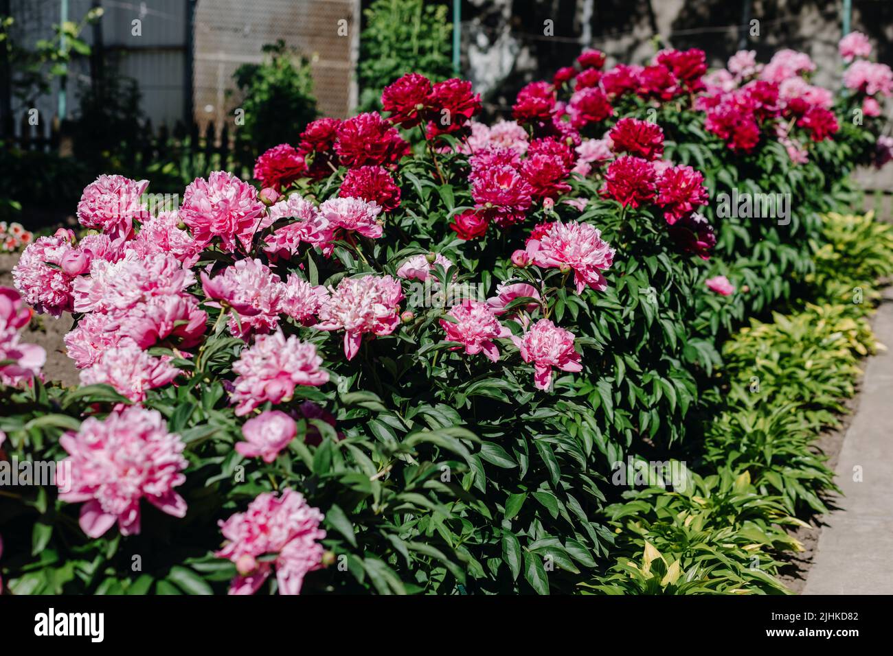 Flowerbed of pink and red peonies Stock Photo - Alamy