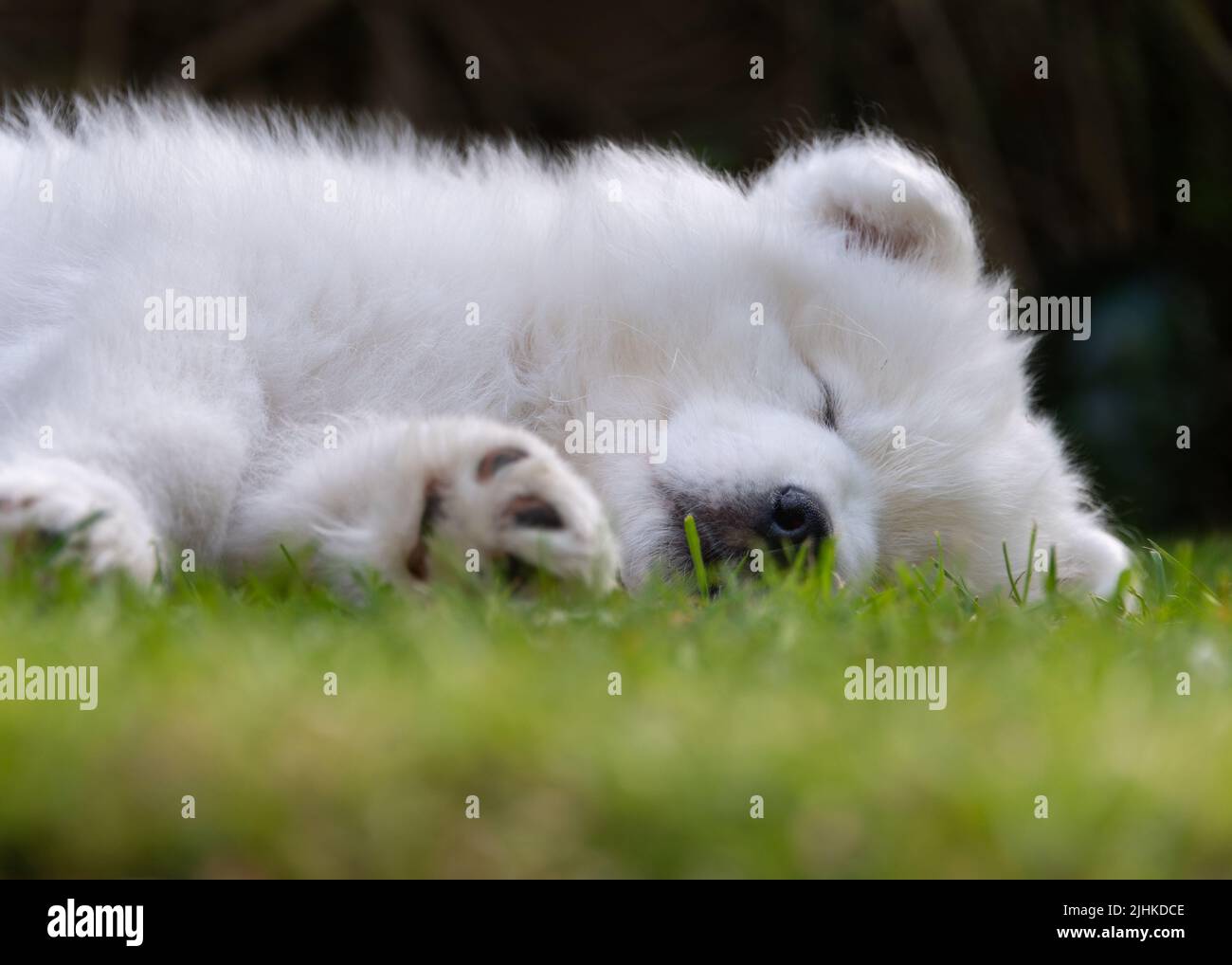 Samoyed sleep hi-res stock photography and images - Alamy