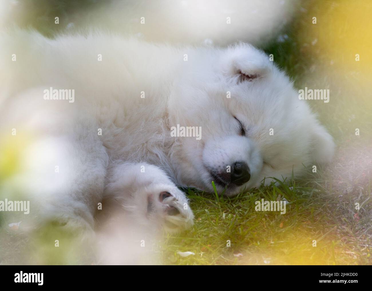 Samoyed sleep hi-res stock photography and images - Alamy