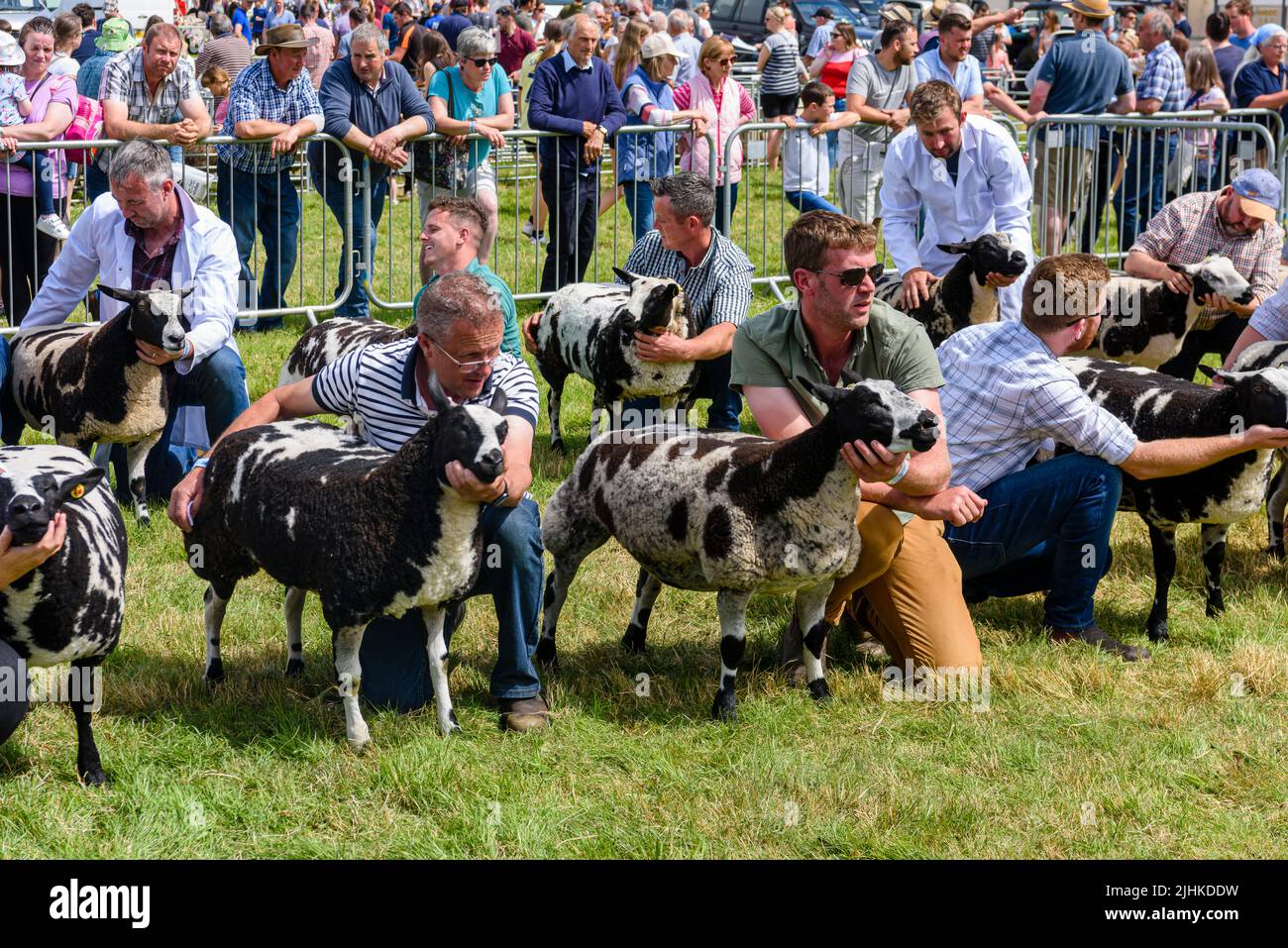 Line up of sheep hi-res stock photography and images - Alamy