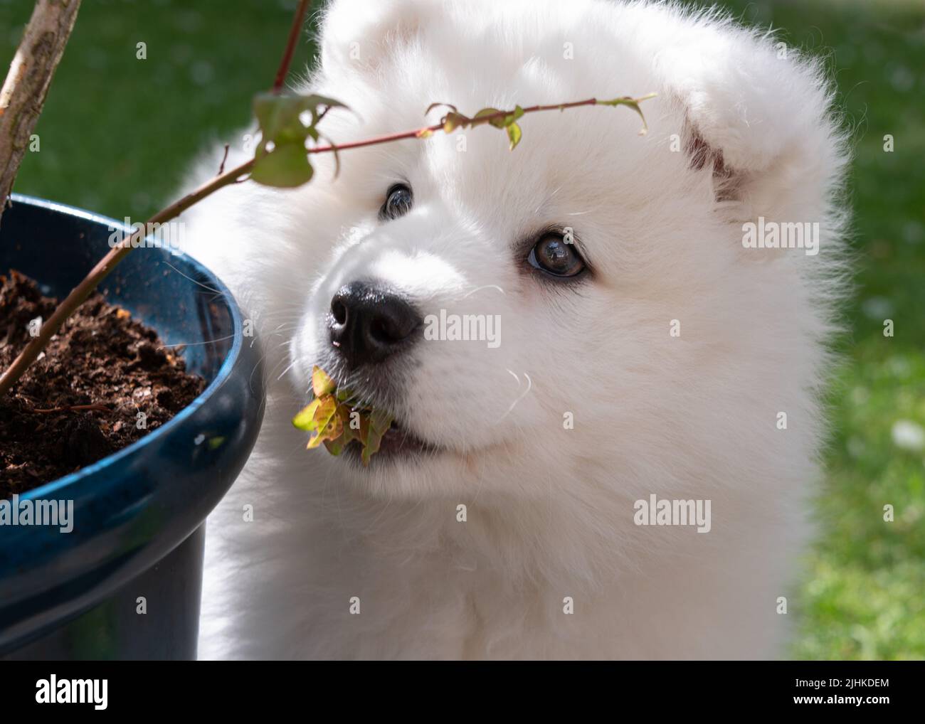 Samoyeds puppy puppies hi-res stock photography and images - Alamy