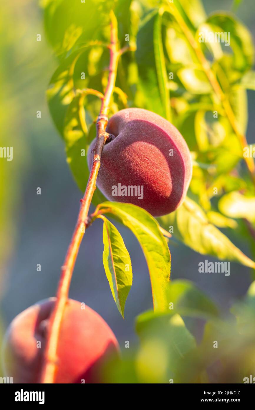 Peach growing on tree hi-res stock photography and images - Alamy