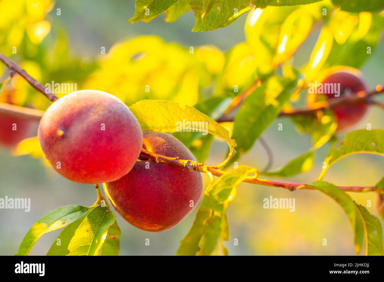 Peach growing on tree hi-res stock photography and images - Alamy