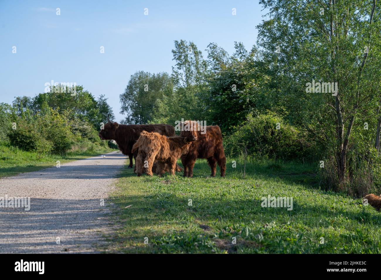 Scottish highlander cow in the the Amsterdamse Bos near Amsterdam, the ...