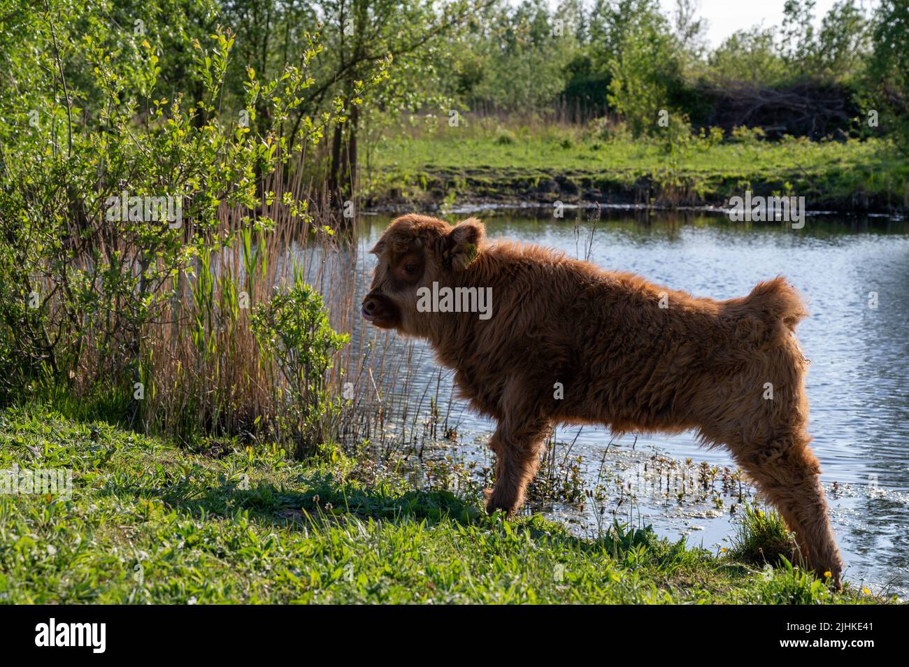 Scottish highlander cow in the the Amsterdamse Bos near Amsterdam, the ...
