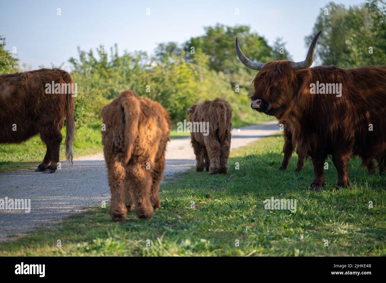 Scottish highlander cow in the the Amsterdamse Bos near Amsterdam, the ...