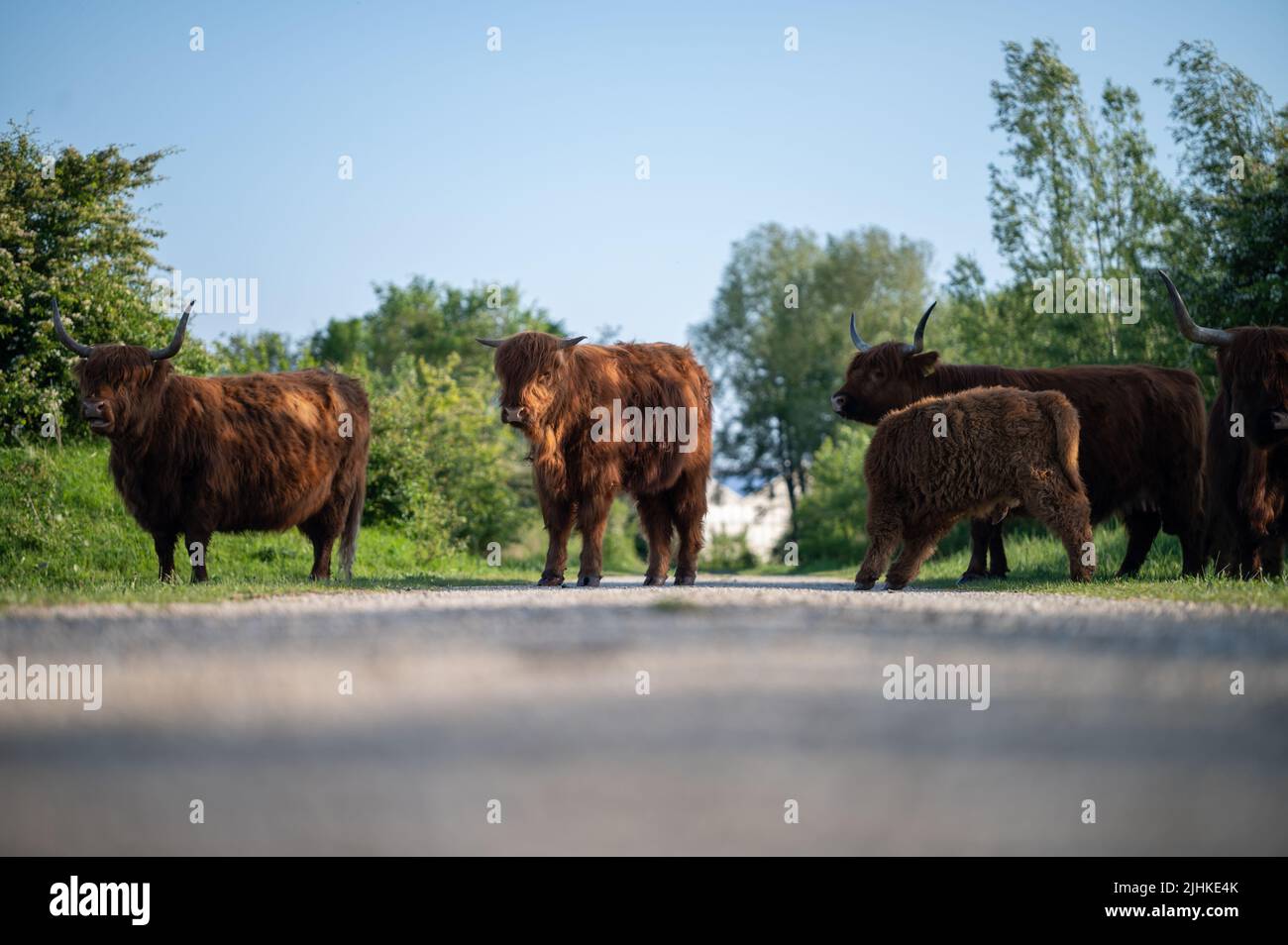 Scottish highlander cow in the the Amsterdamse Bos near Amsterdam, the ...