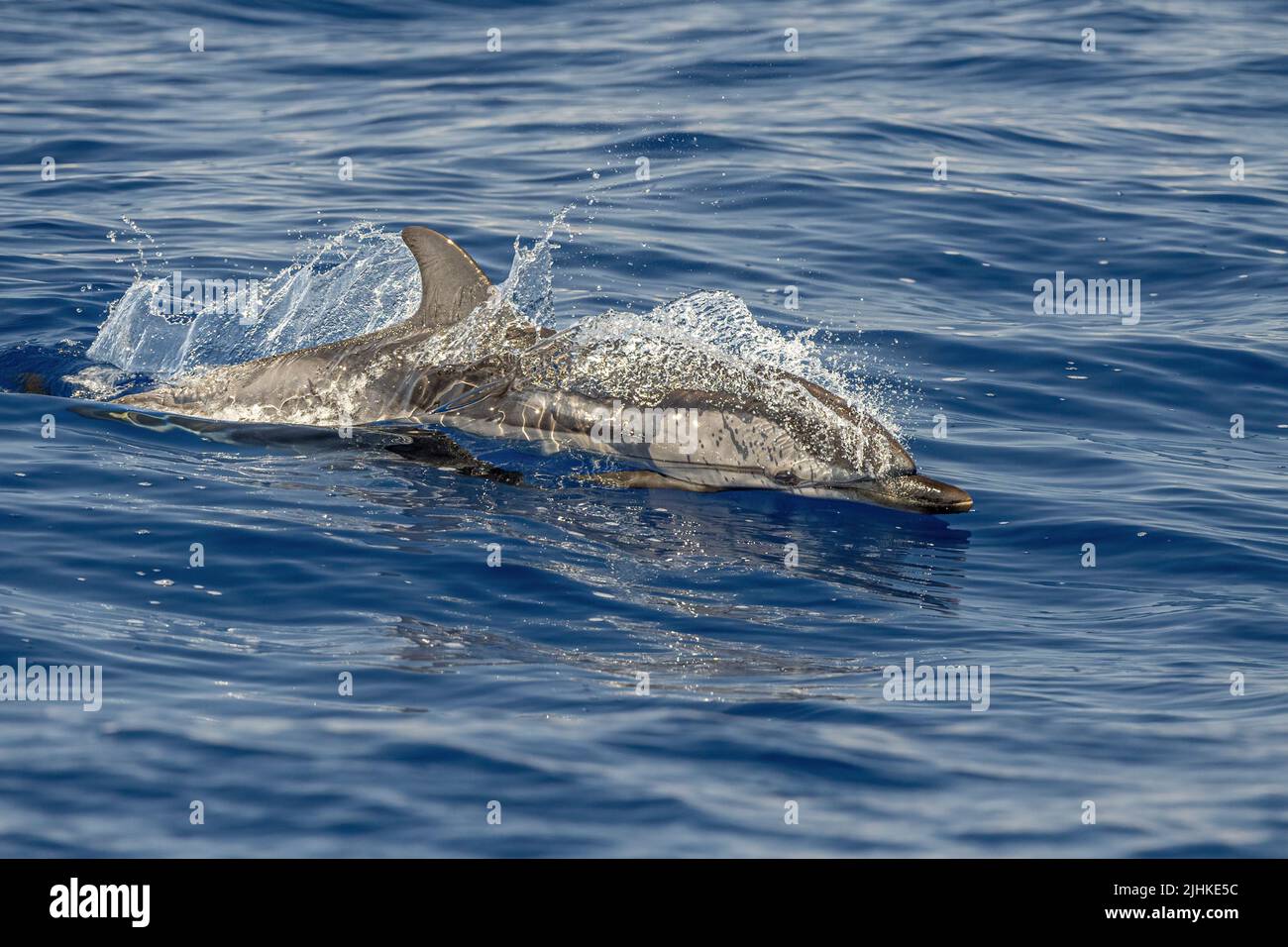 Striped dolphin close up portrait looking at you Stock Photo - Alamy