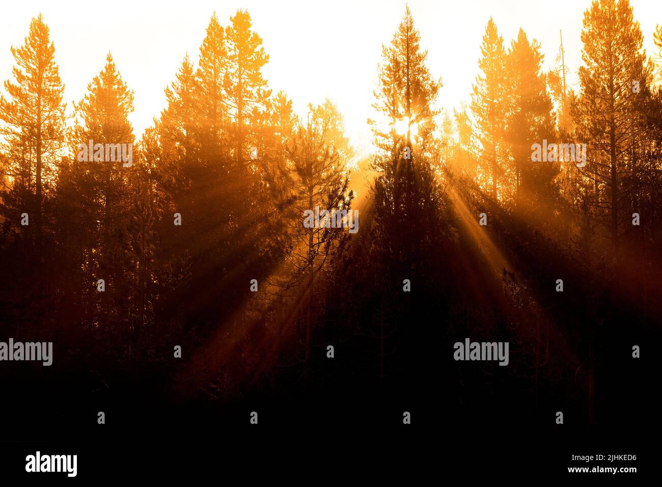 Sunbeams Streaming Through Trees In Forest Hi res Stock Photography And sunbeams-streaming-through-trees-in-forest-hi-res-stock-photography-and