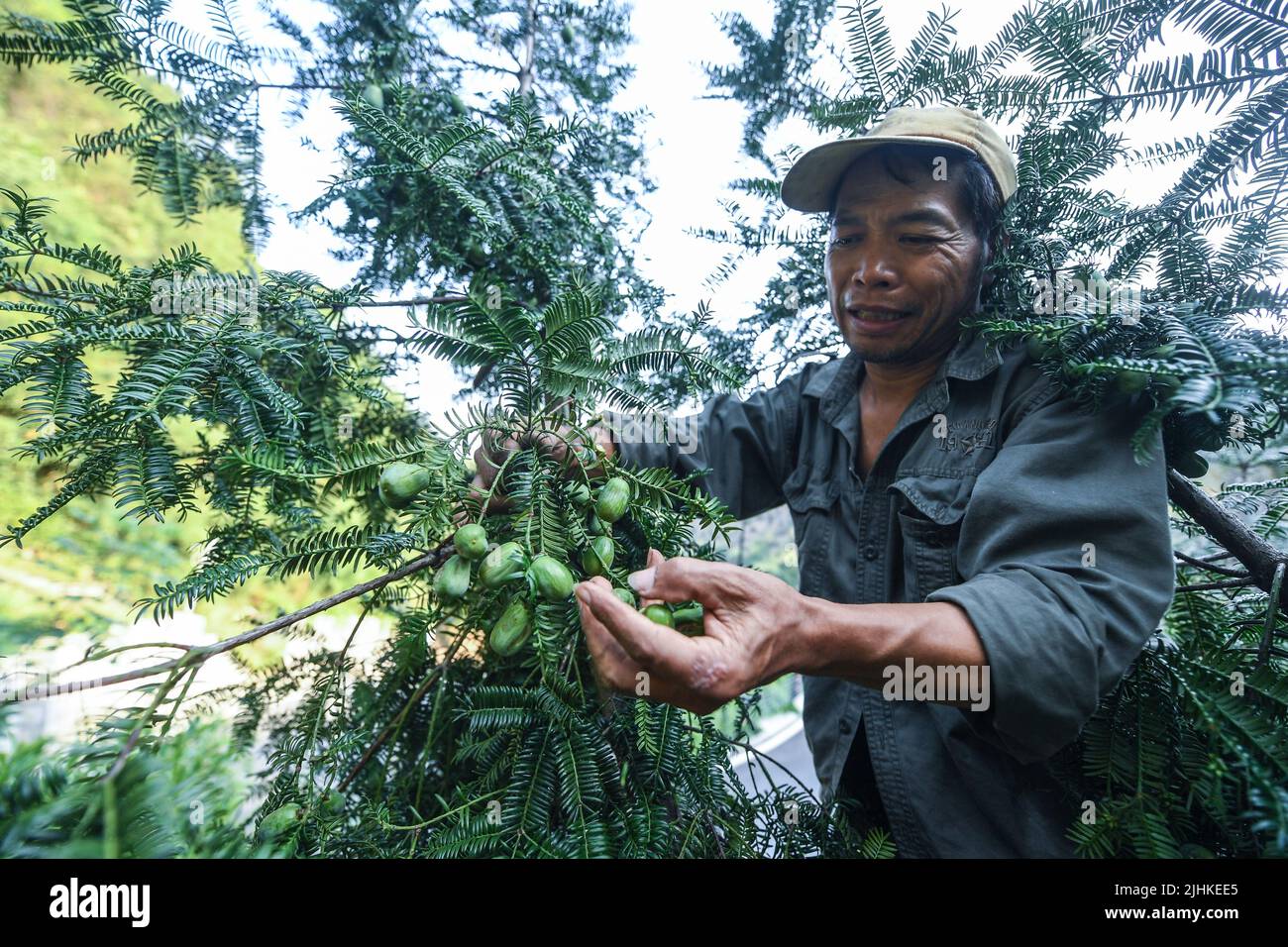 Chinese torreya hi-res stock photography and images - Alamy