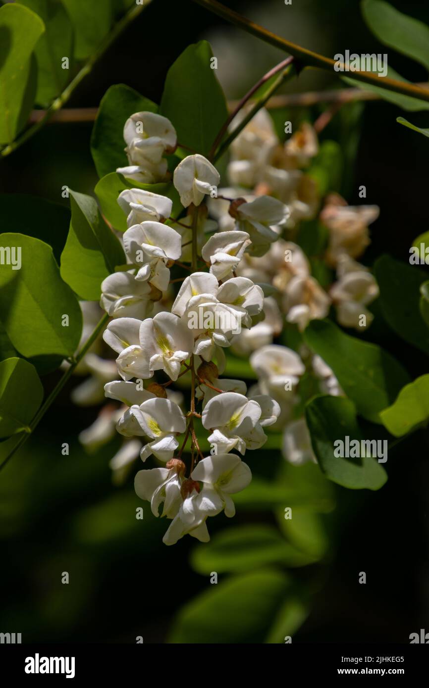 Locust tree hi-res stock photography and images - Alamy