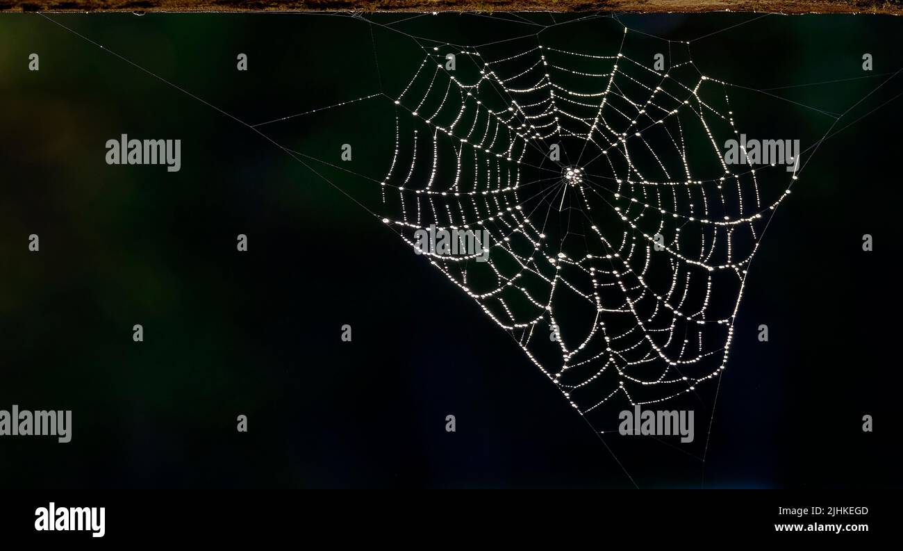 Spider web with drops of dew hanging from wood railing against a dark ...