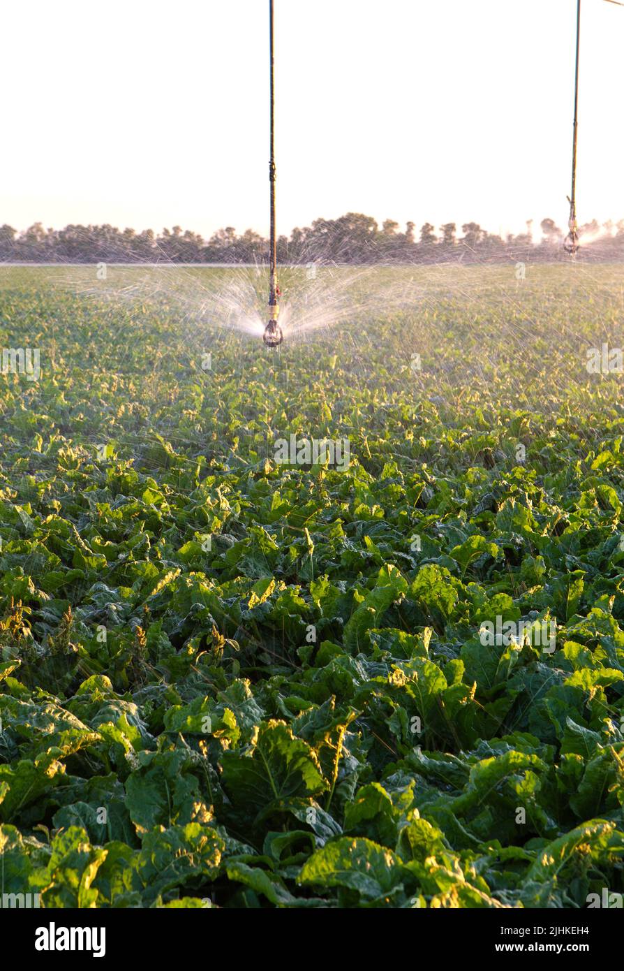 Large mechanized system for watering plants in fields Stock Photo - Alamy