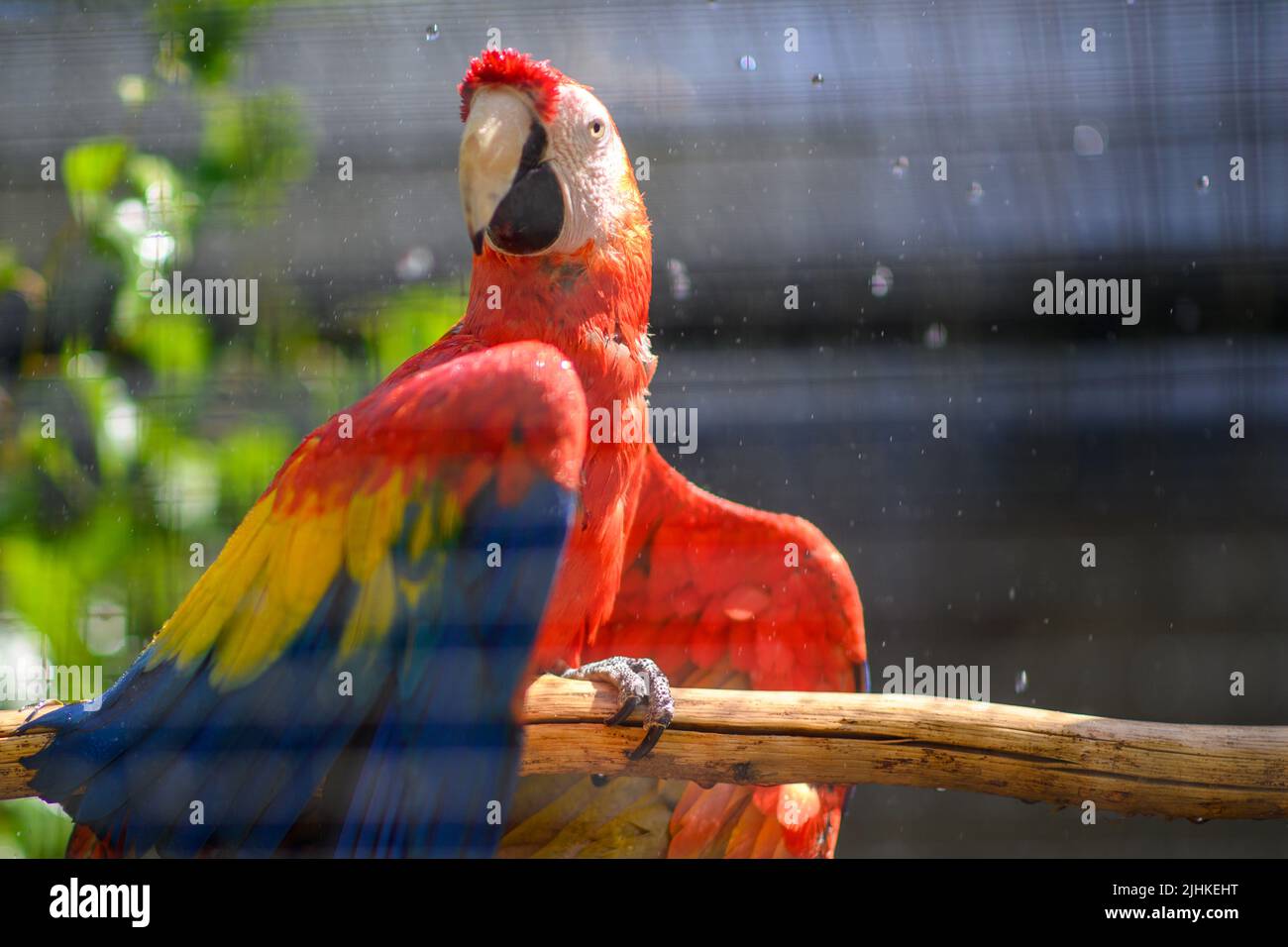 Magdeburg, Germany. 19th July, 2022. A bright red macaw sits with wet ...