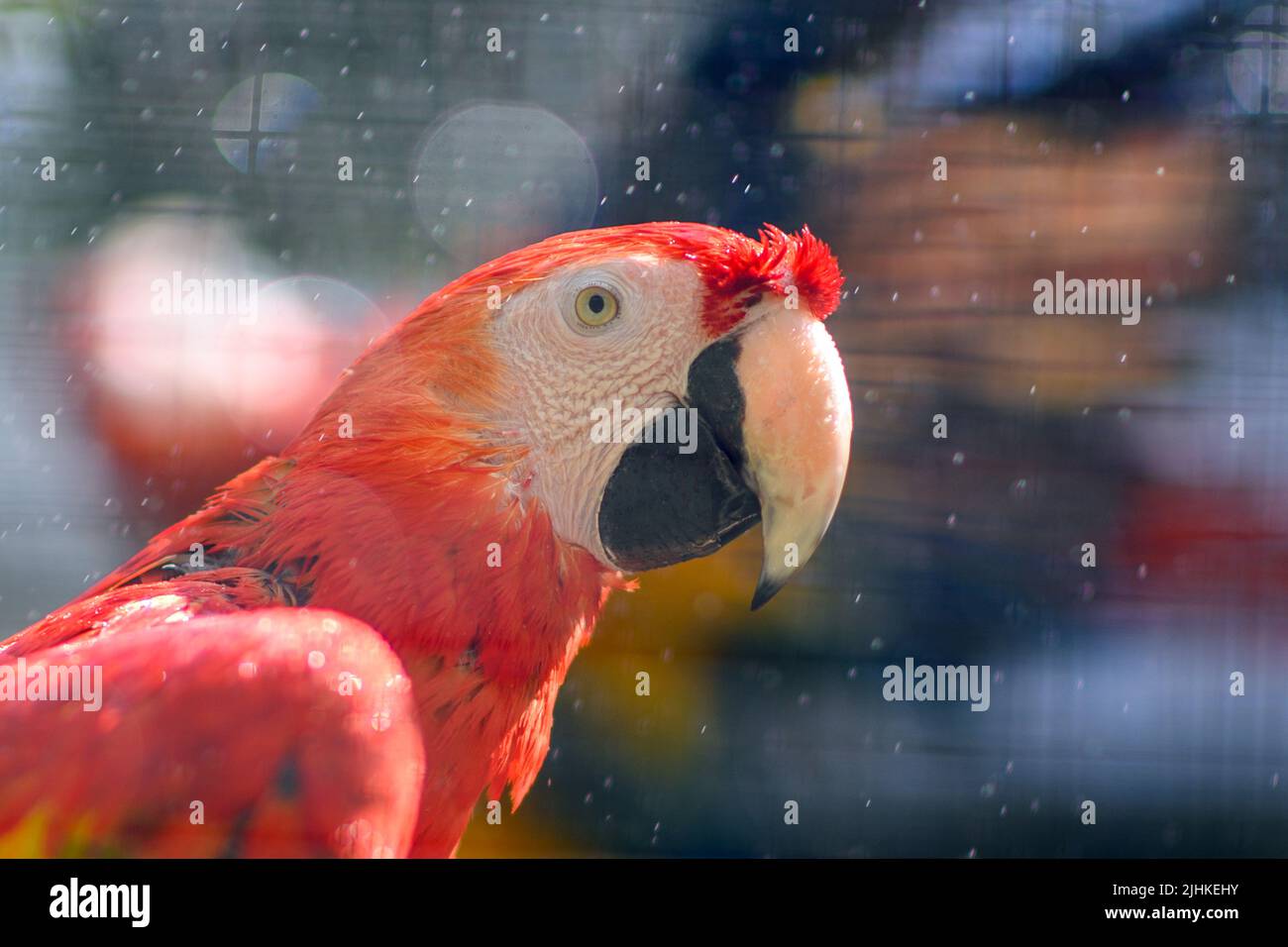 Magdeburg, Germany. 19th July, 2022. A bright red macaw sits with wet ...
