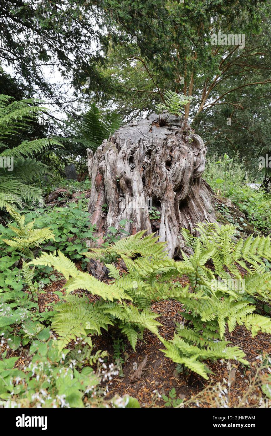 Tree stump and Ferns, Devon, England, United Kingdom Stock Photo - Alamy