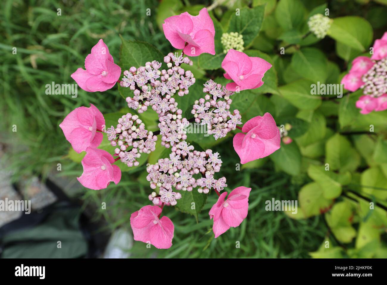 Bigleaf hydrangea, Devon, England, United Kingdom Stock Photo - Alamy