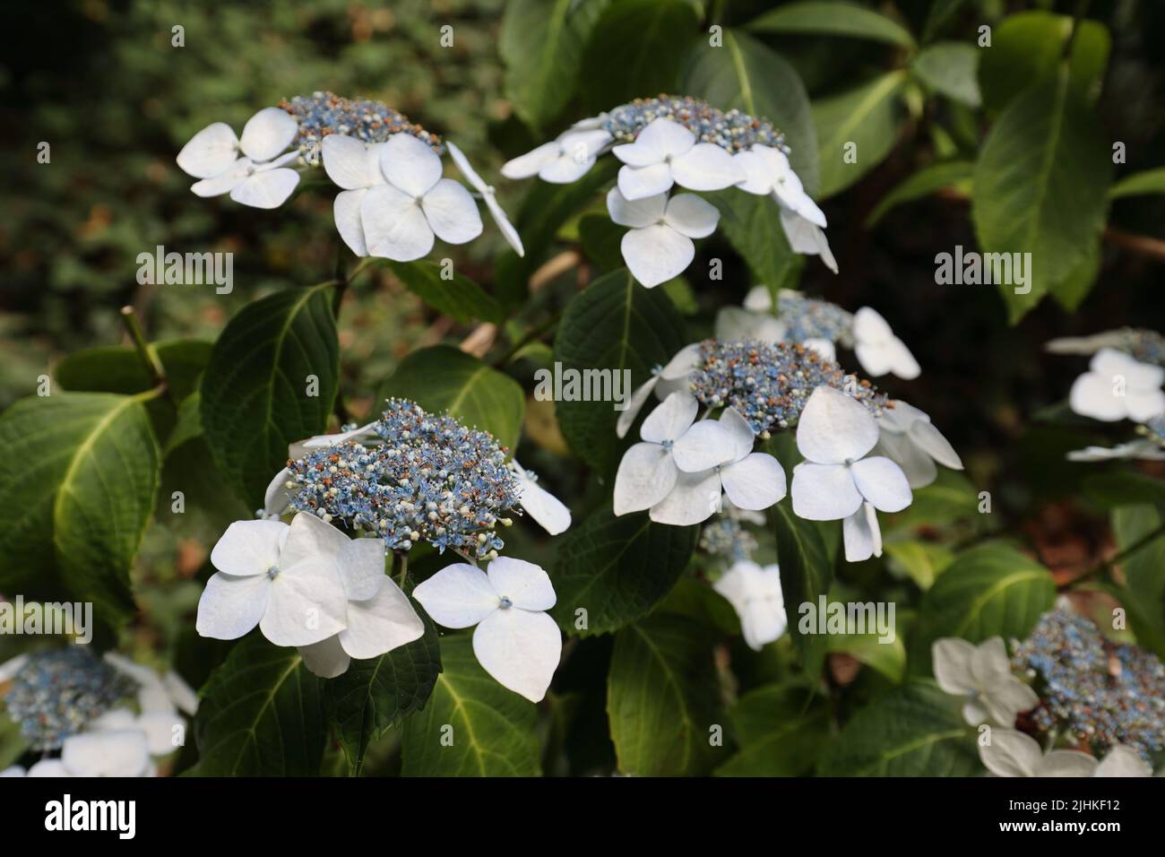 Bigleaf hydrangea, Devon, England, United Kingdom Stock Photo - Alamy