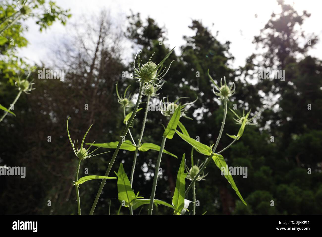 Teasel plants, Devon, England, United Kingdom Stock Photo - Alamy