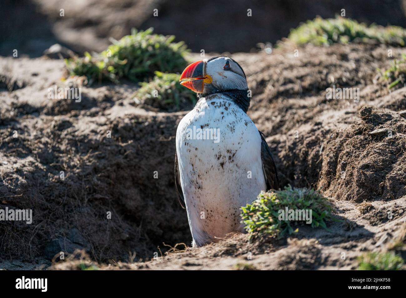 Atlantic Puffin sentry duty on the island of Skomer in Wales Stock ...