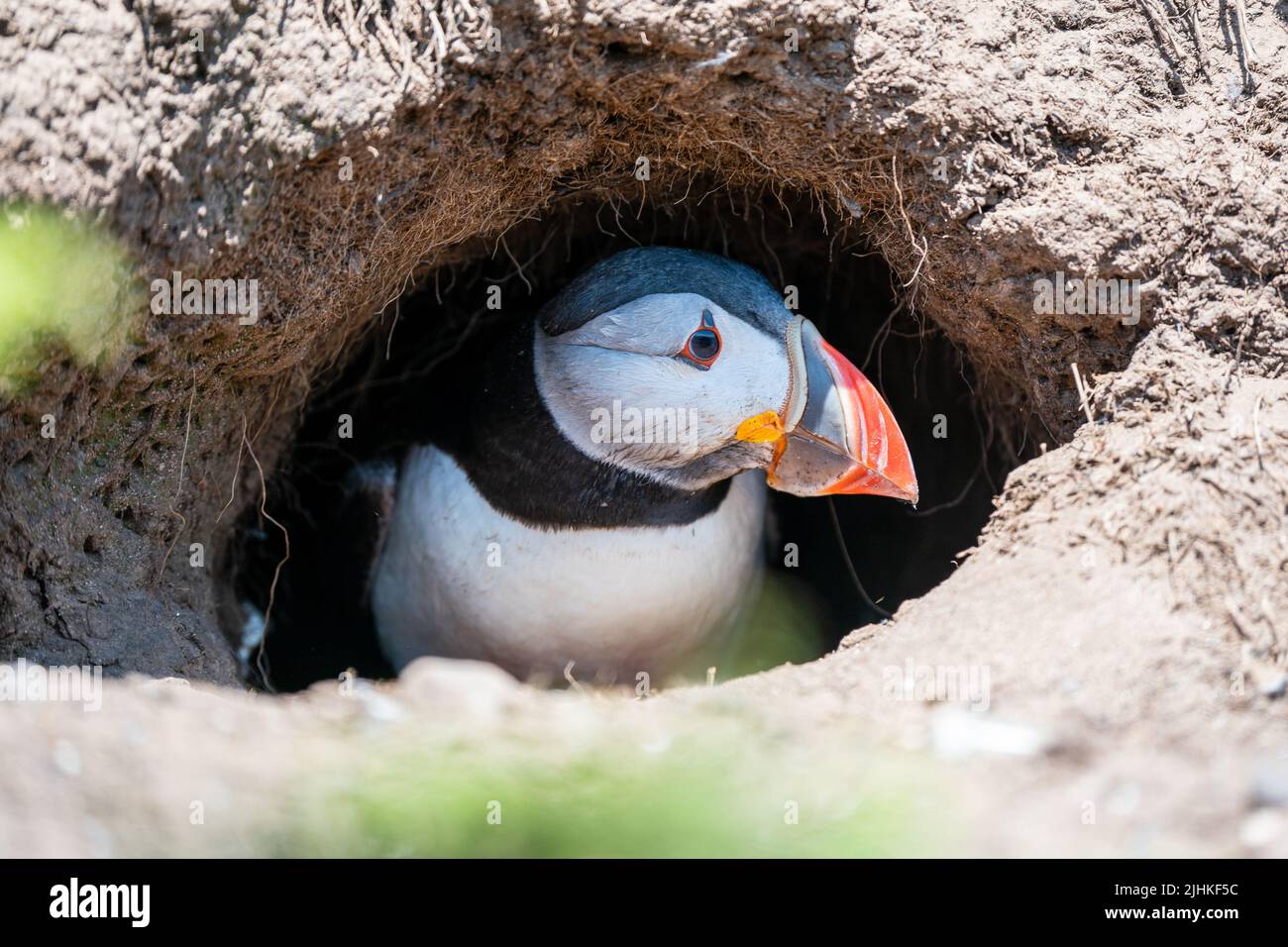 Atlantic Puffin resting in its nesting burrow on a cliff top Stock ...