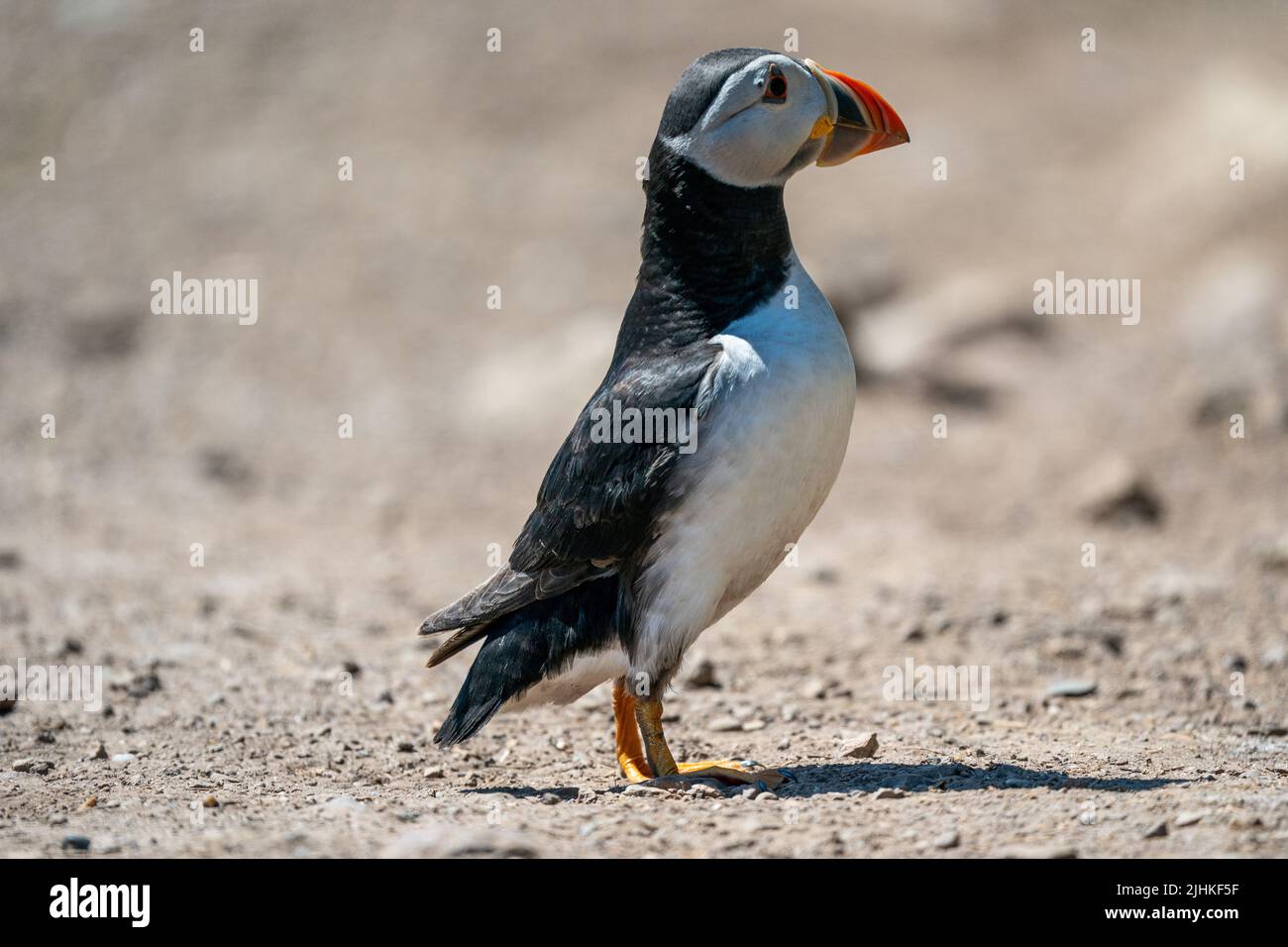 Atlantic Puffin standing on a cliff top outside its breeding burrow on ...