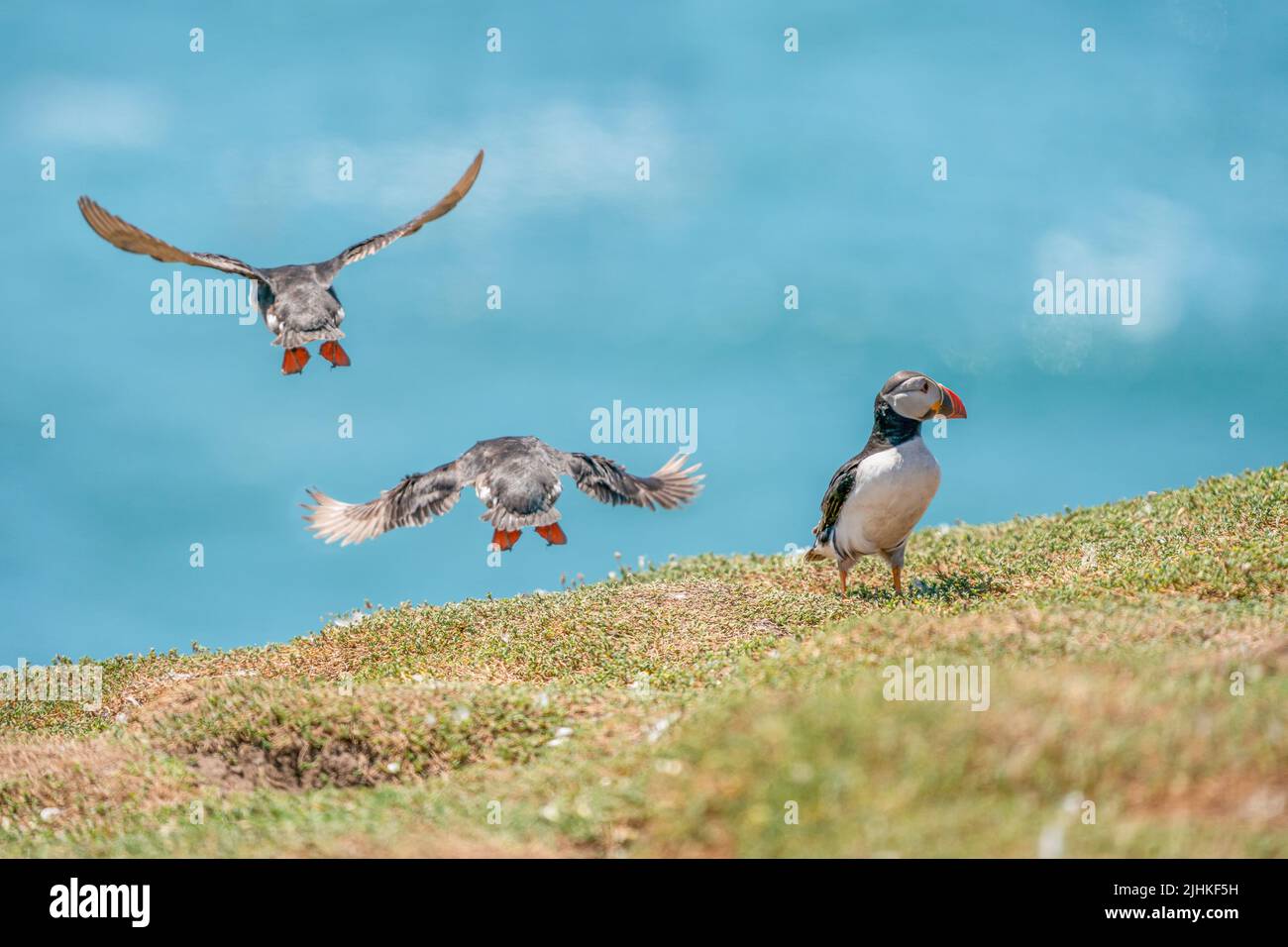 Atlantic Puffin standing on a cliff top outside its breeding burrow on ...