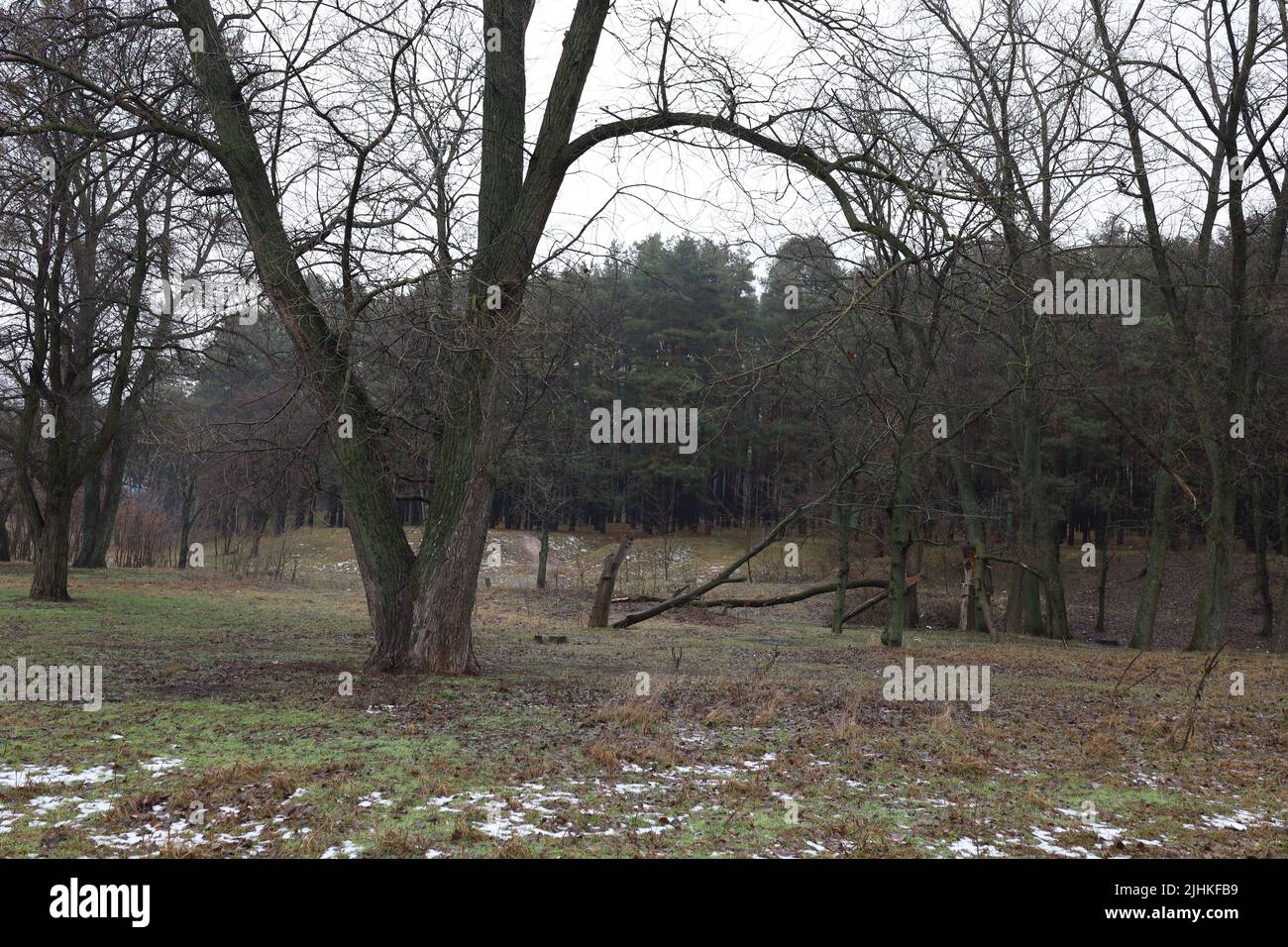 Beautiful autumn landscape pine hi-res stock photography and images - Alamy