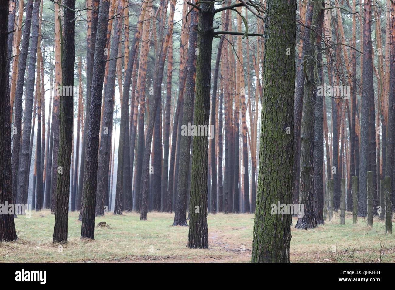 Beautiful autumn landscape pine hi-res stock photography and images - Alamy