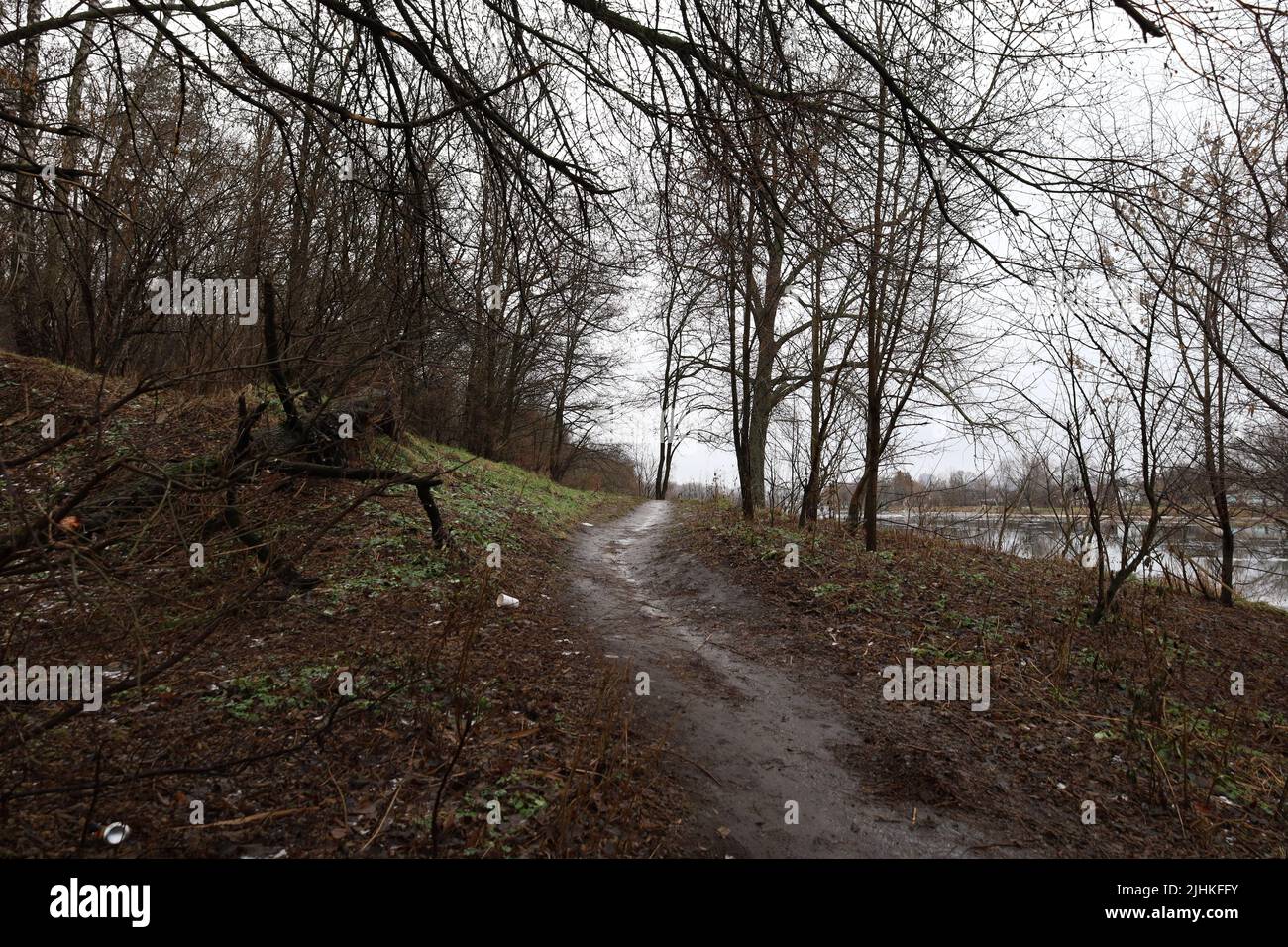 Fallen trees in the spring forest, spring nature, snow covered plants ...