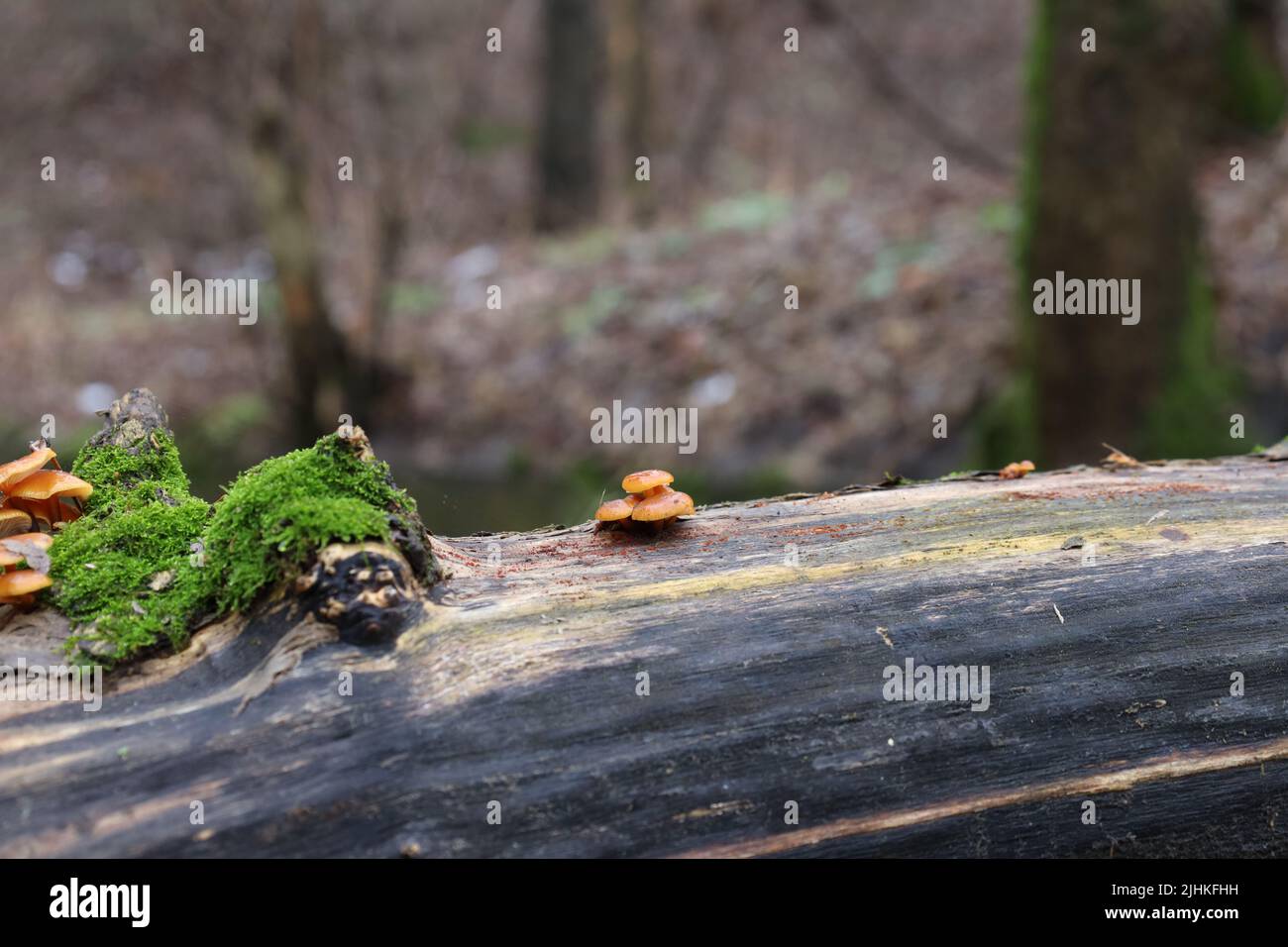 Flammulina filiformis hi-res stock photography and images - Alamy