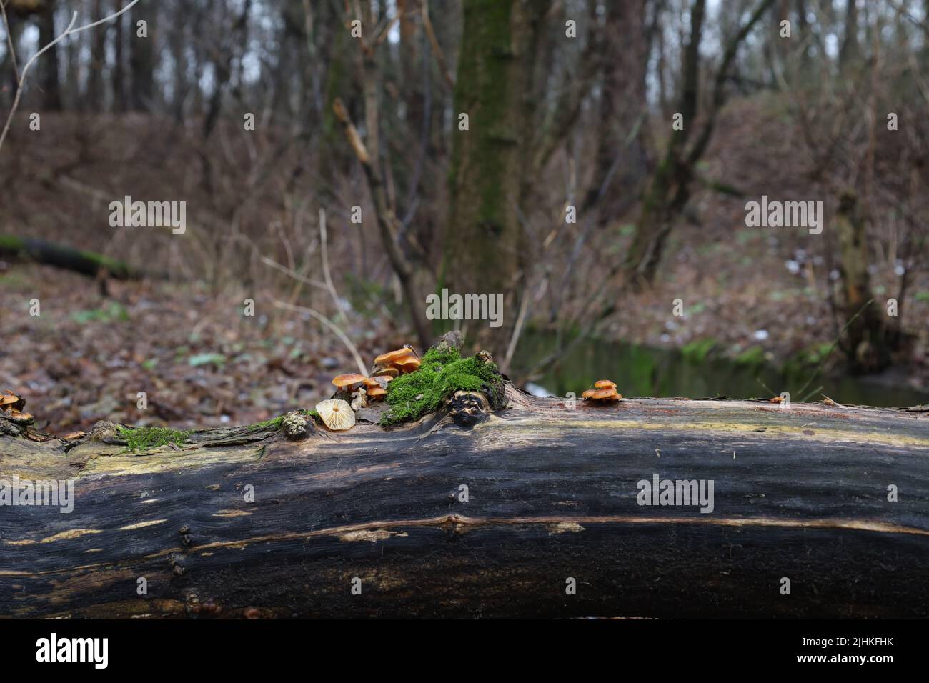 Flammulina filiformis hi-res stock photography and images - Alamy