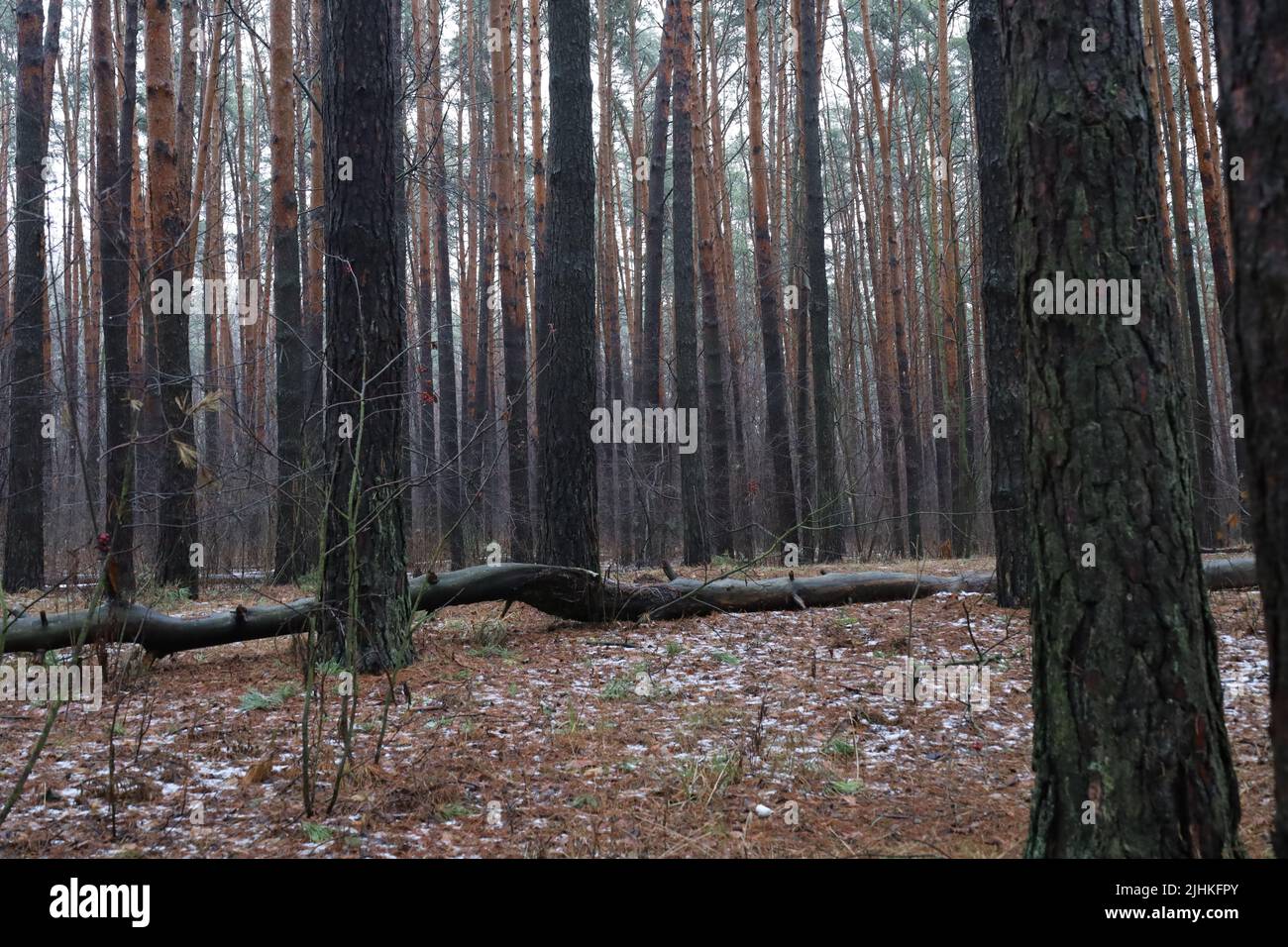 Storm with fallen trees hi-res stock photography and images - Alamy