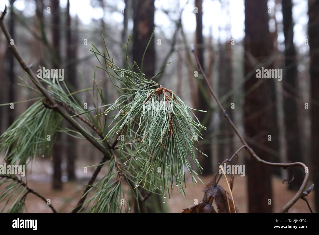 Coniferous needles with rainy forest, Pine needles in a rainy forest ...