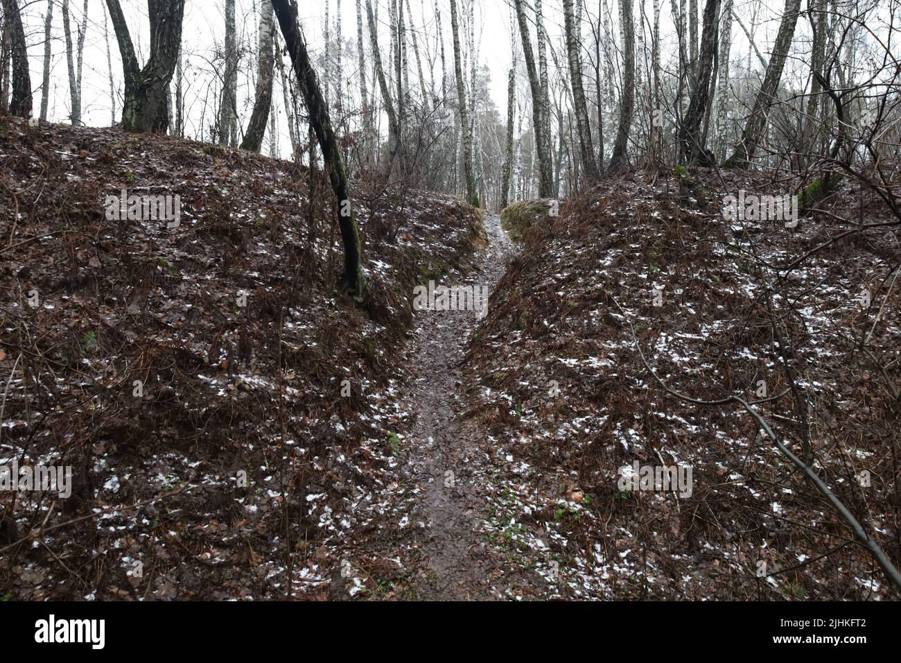 Path in the winter forest, warm winter, icy path in the woods Stock ...