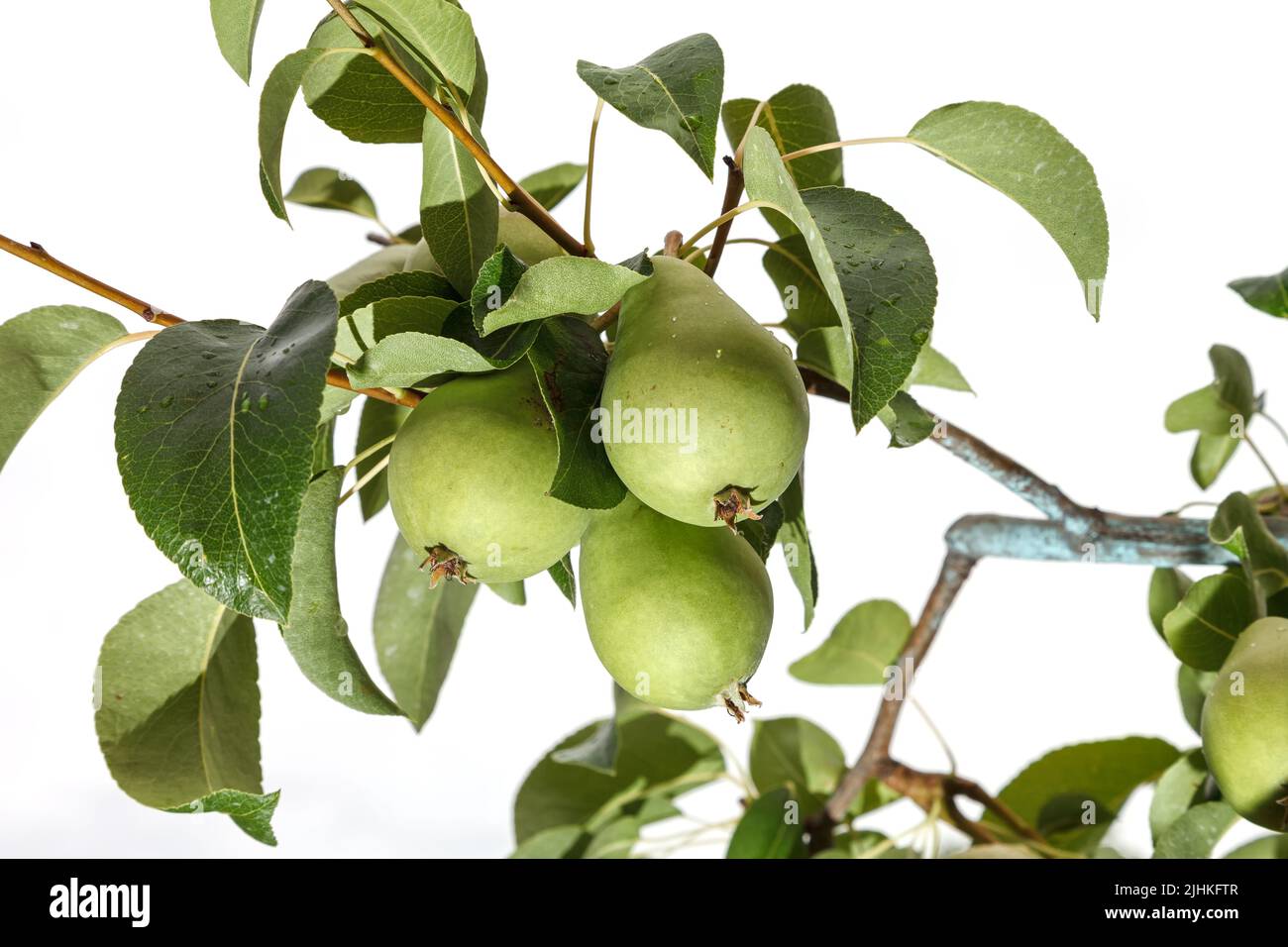 A branch of pear tree with fruits and leaves, highlighted on a white ...