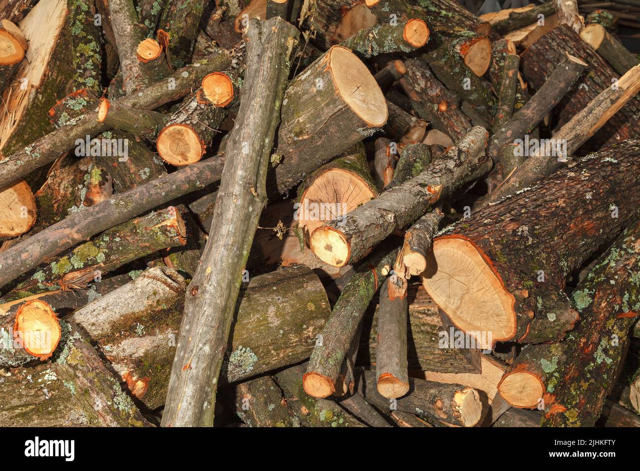 A bunch of big, sliced logs lying on the ground. Hardwood logs will be ...
