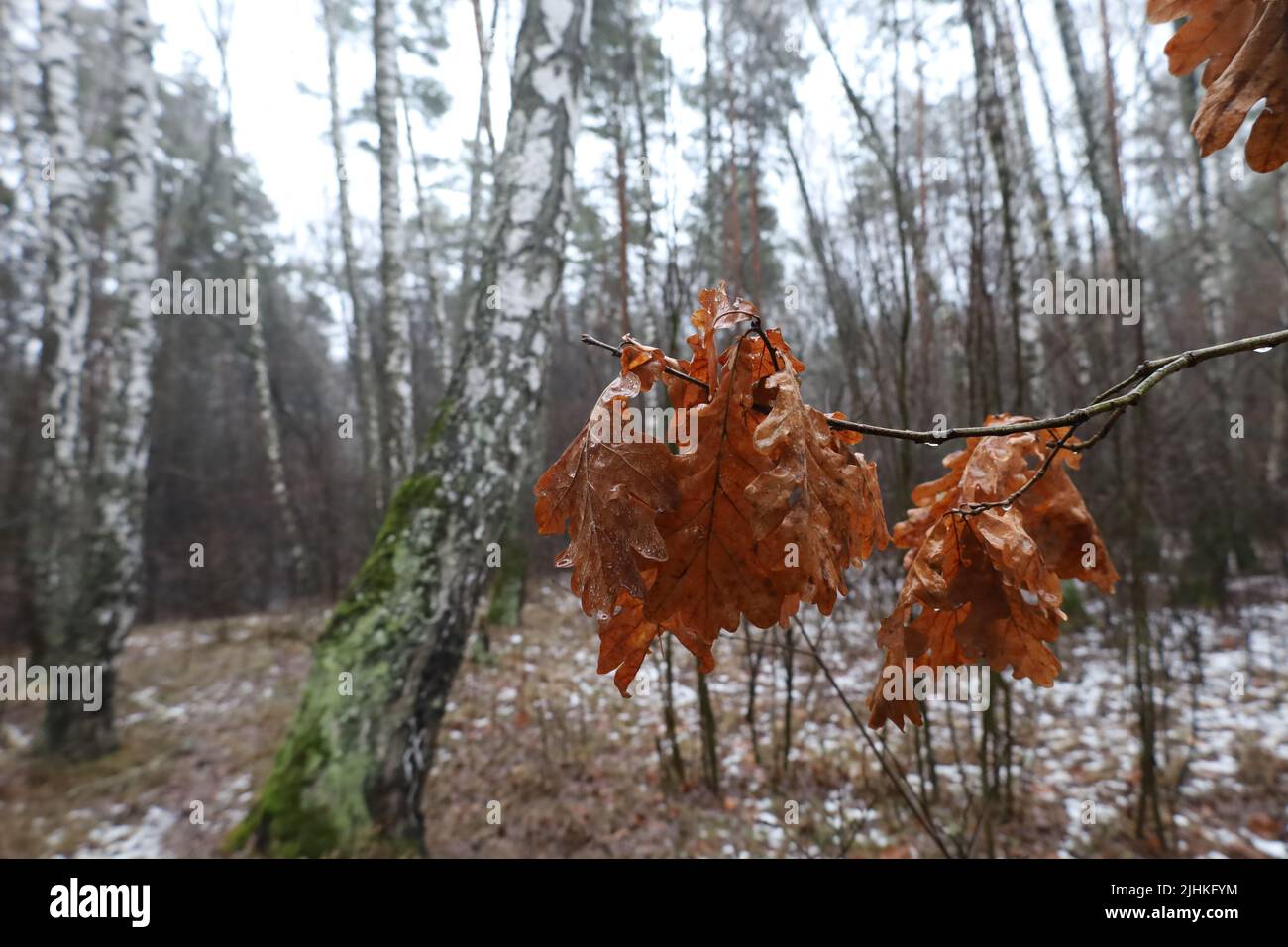 Autumn oak detail hi-res stock photography and images - Alamy