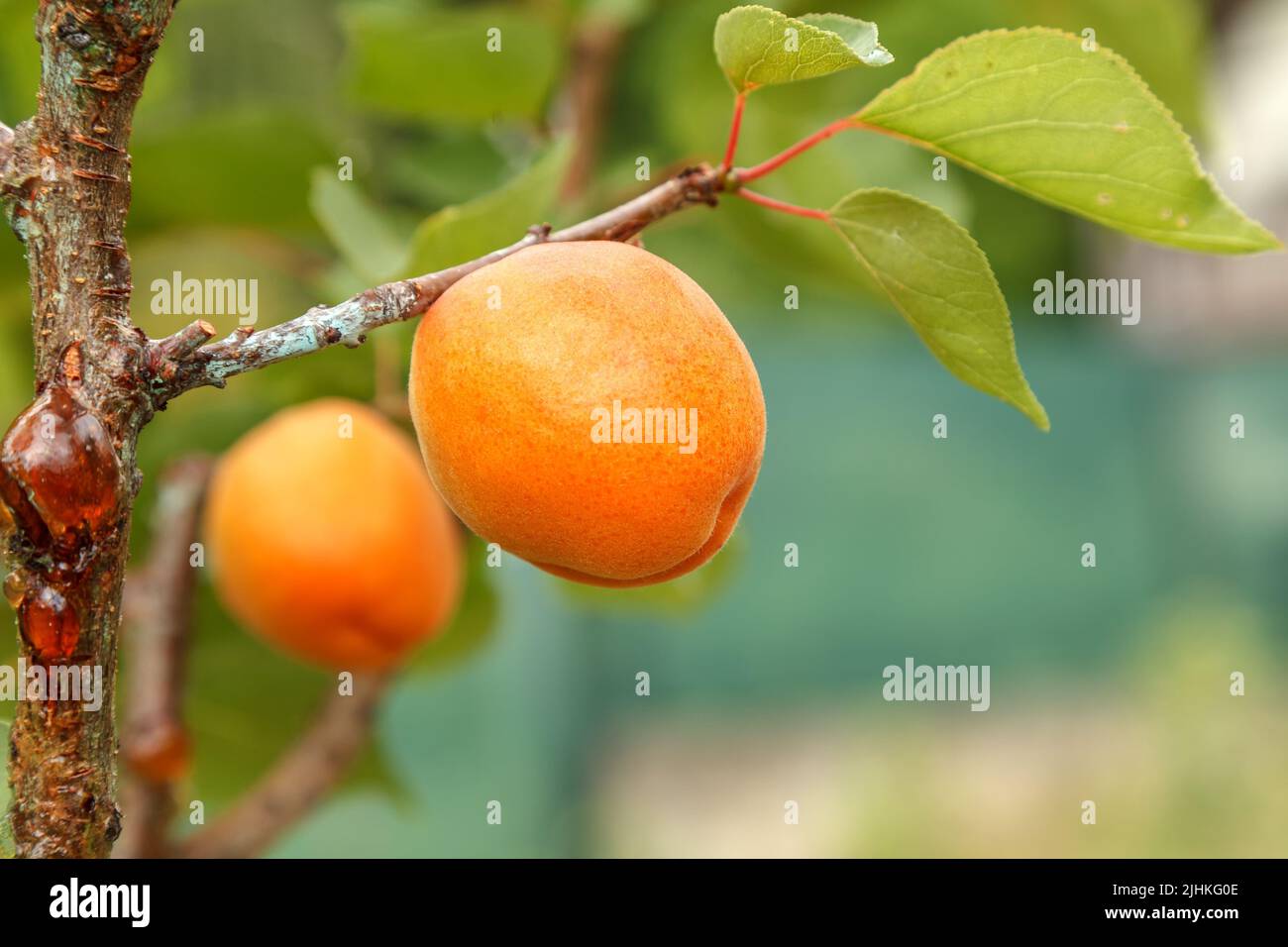 Apricot tree young green fruit hi-res stock photography and images - Alamy