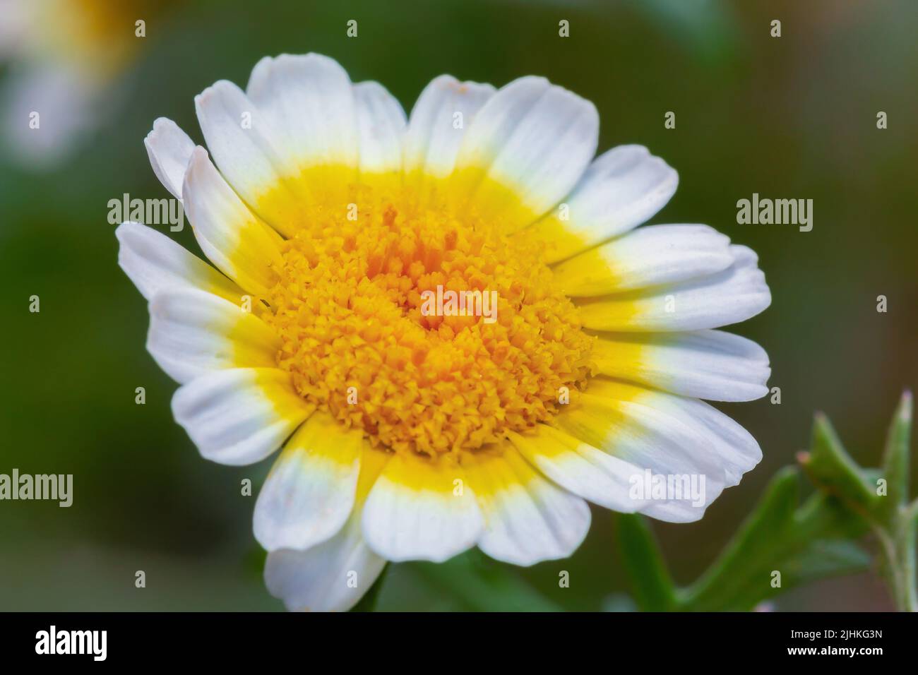 Close View Of Crown Daisy Flower On Natural Background Stock Photo - Alamy