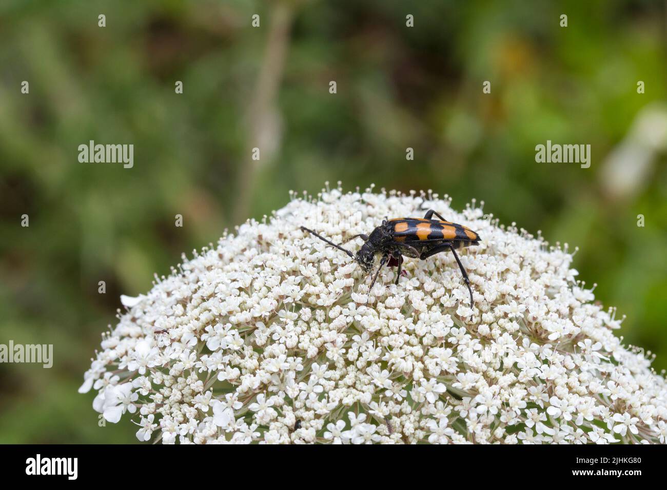Yellow bands across elytra hi-res stock photography and images - Alamy