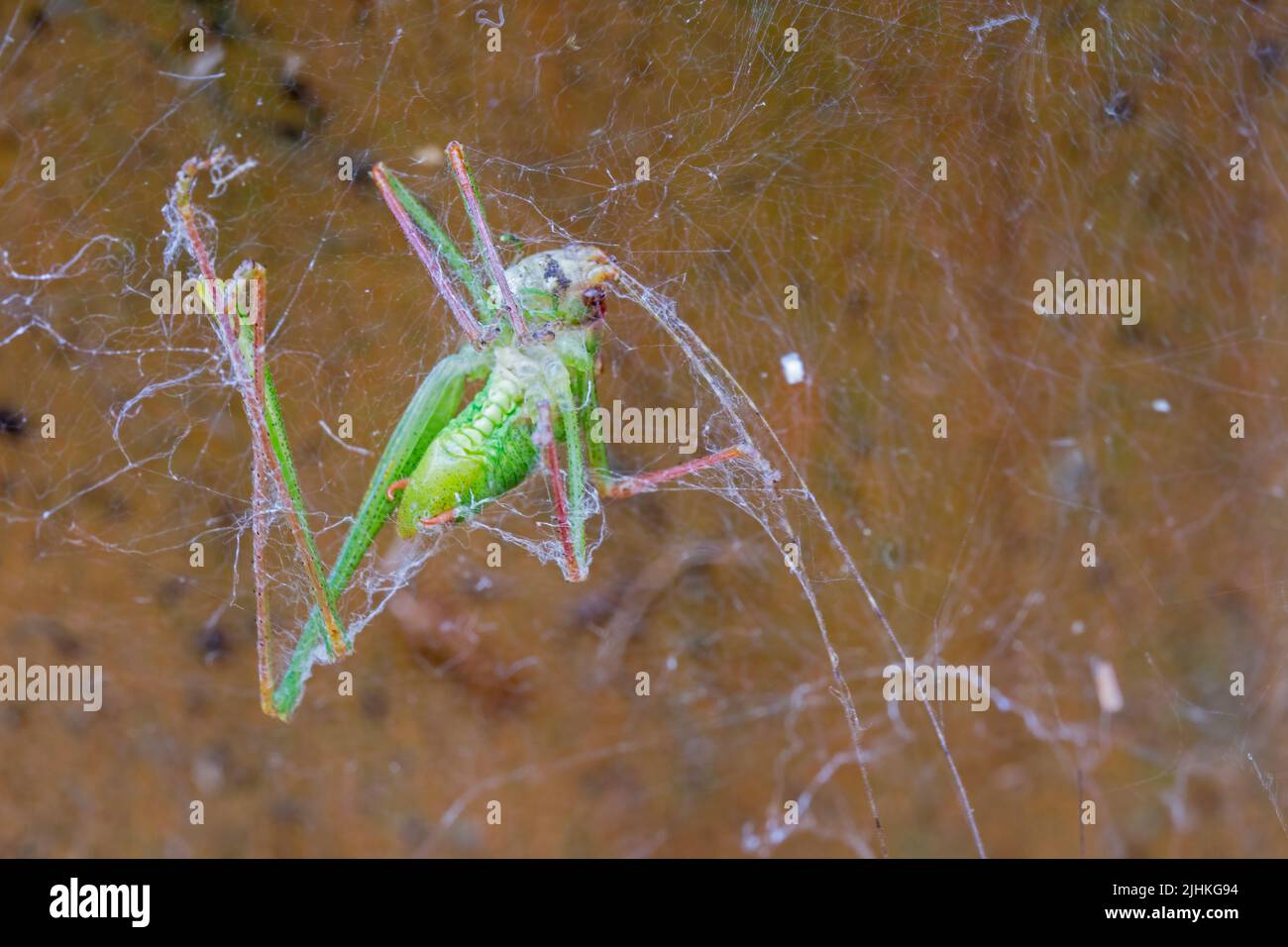 Green grasshoper in spider web on garden gate speckled bush cricket ...